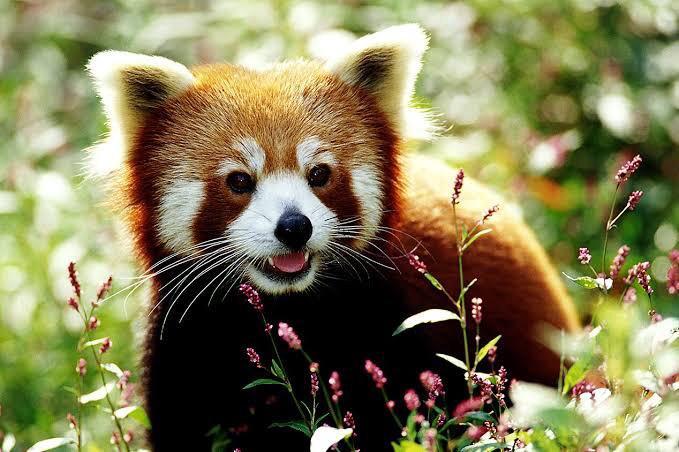 More red panda | Scrolller