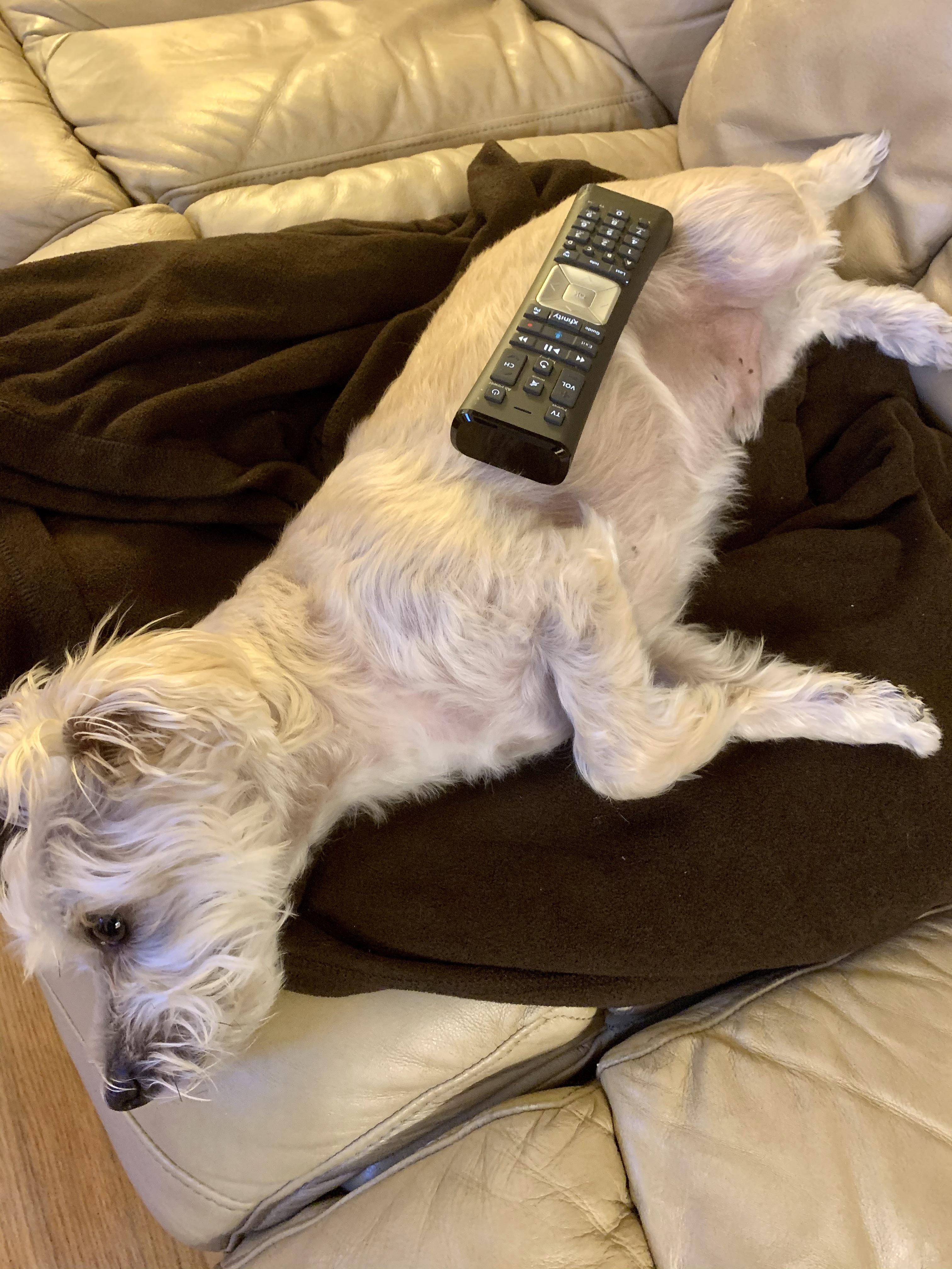 Morkie remote control holder. | Scrolller