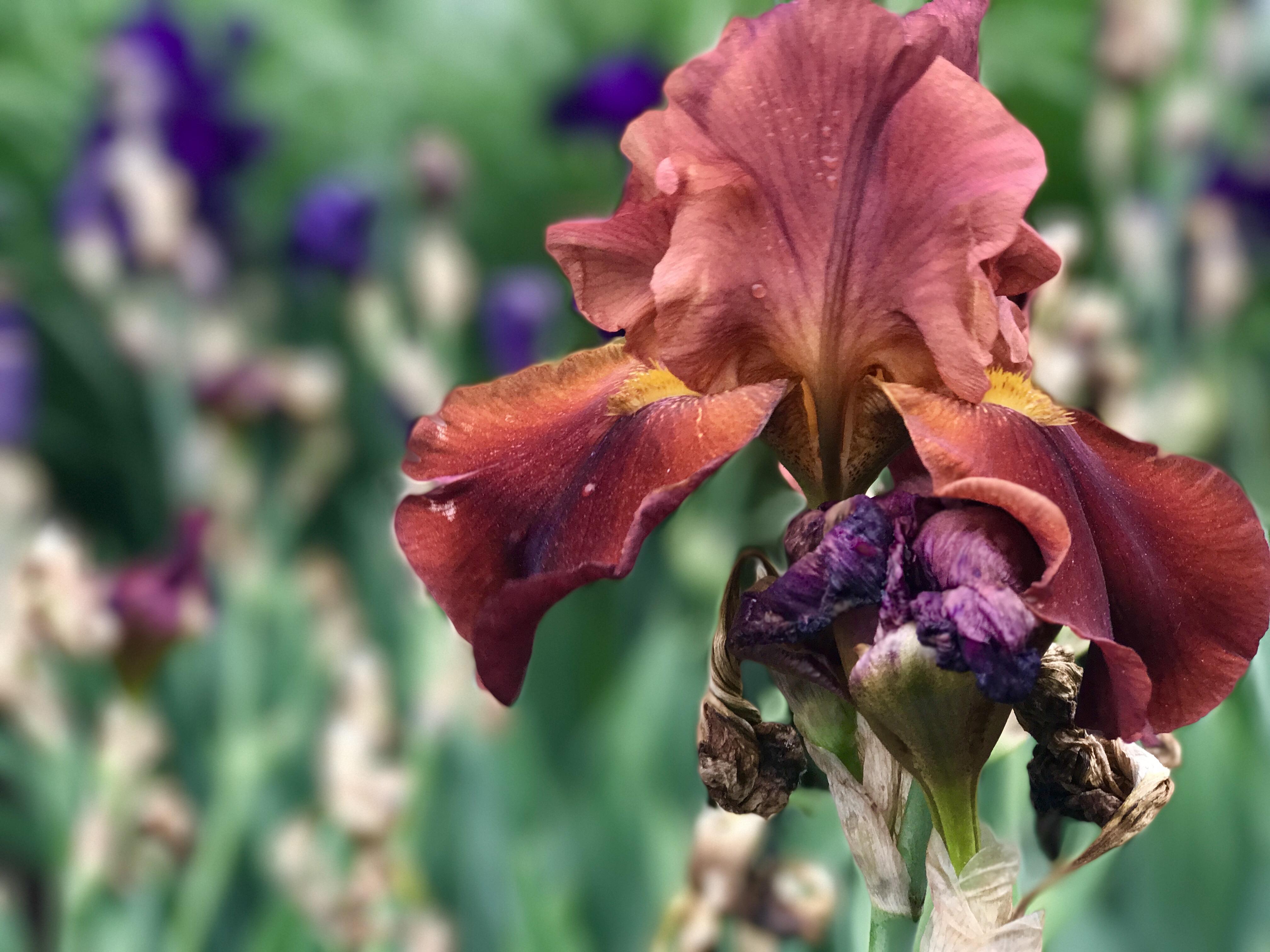 Morning Iris [OC][4032 X 3024] | Scrolller