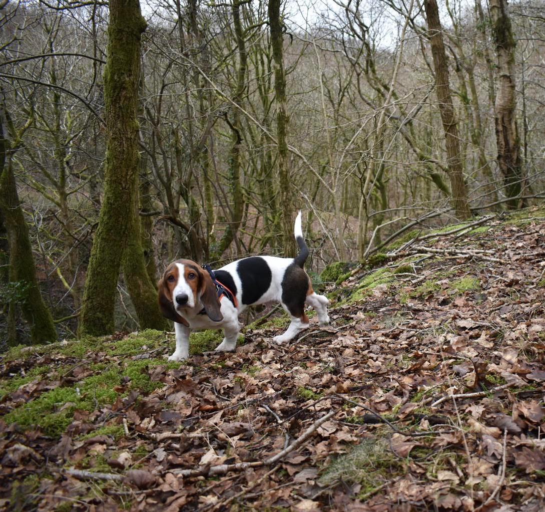 Morty loved his first adventure in the woods. | Scrolller