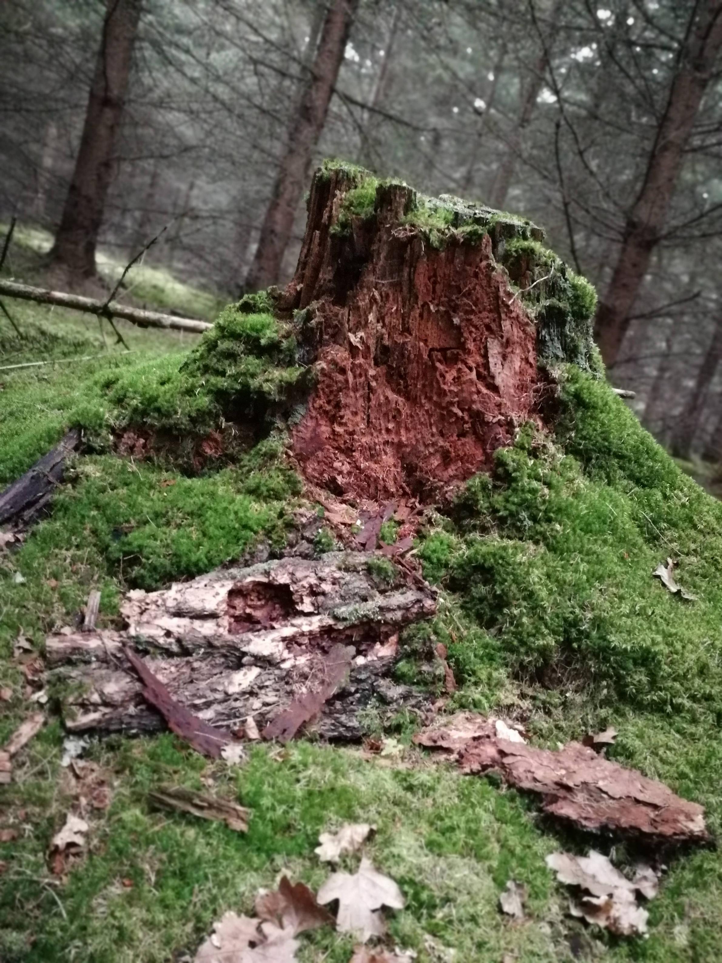 Moss covered tree stump looks like a tiny mountain | Scrolller