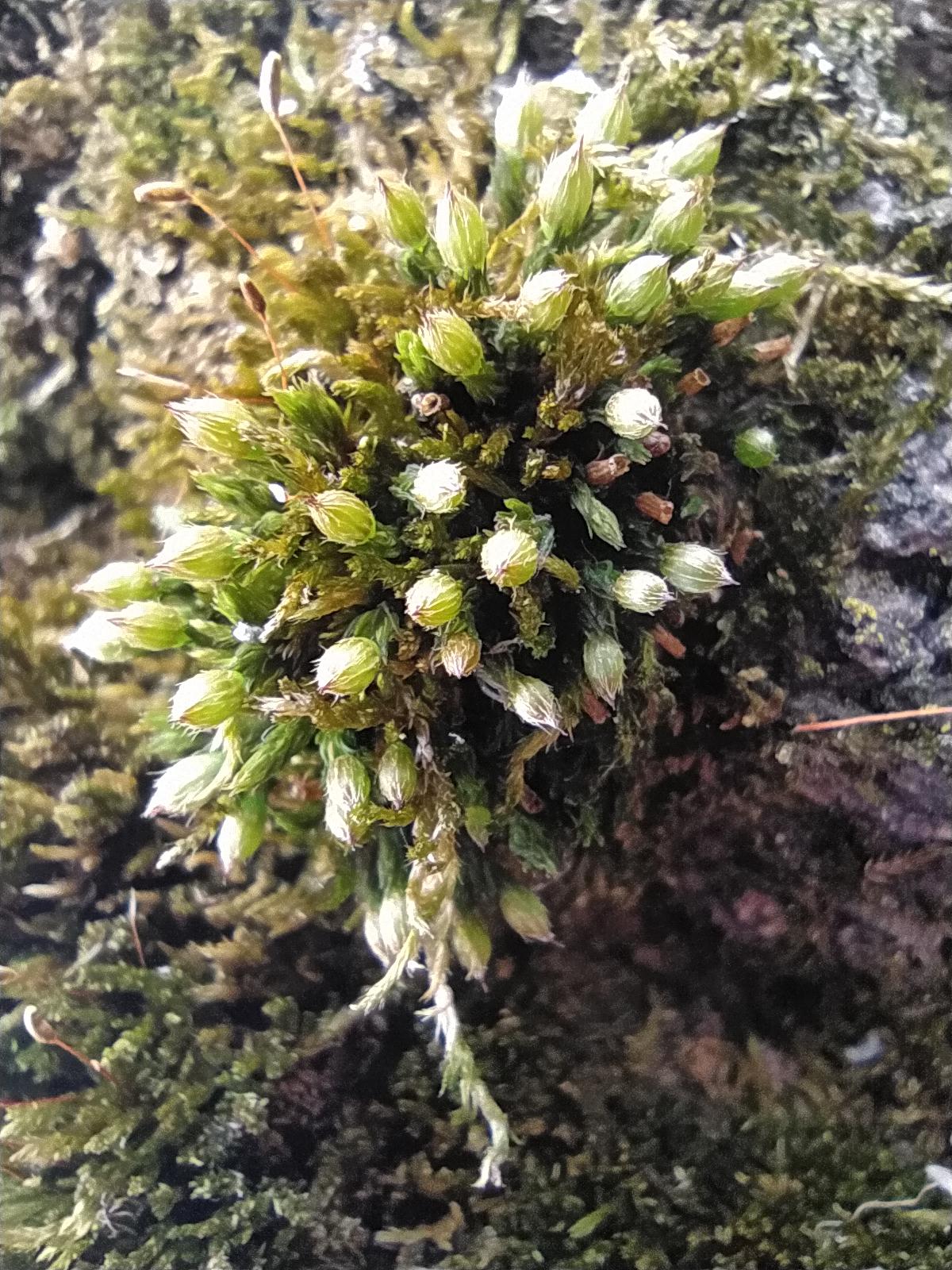 Moss on oak bark. Spring is here)) | Scrolller