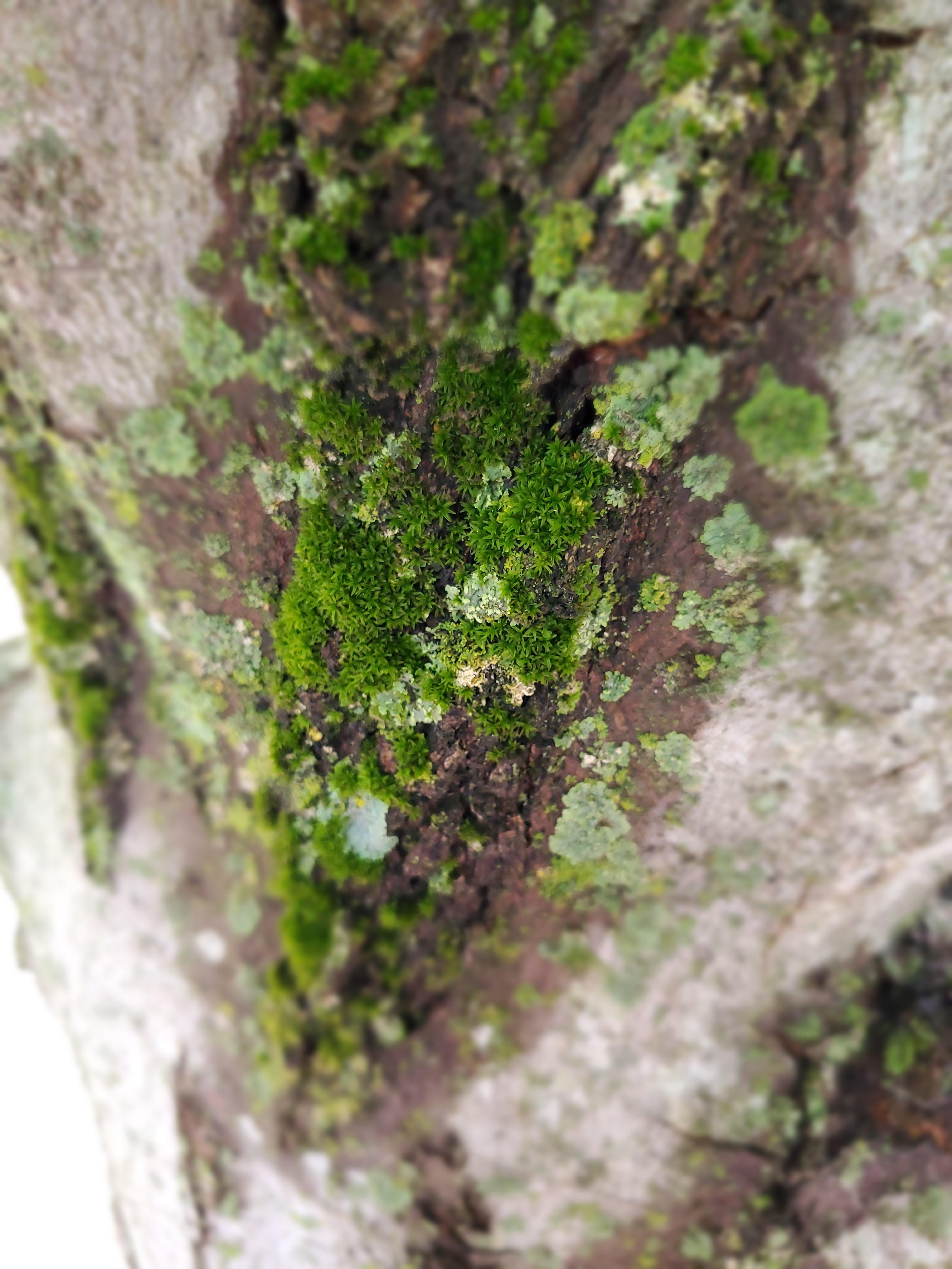 🔥 moss on side of this tree | Scrolller