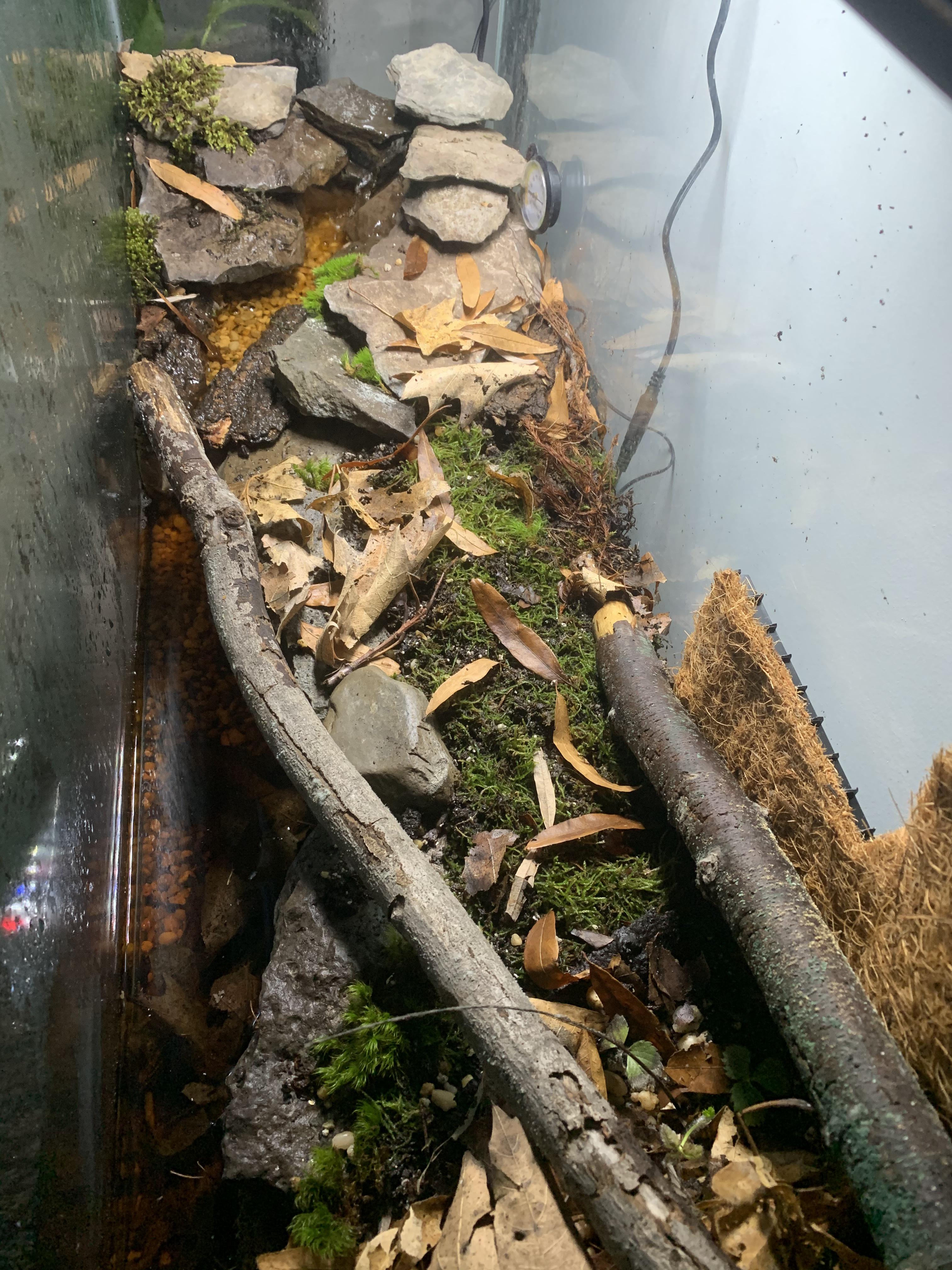 Mossy Rocks and Fallen Leaves | Scrolller