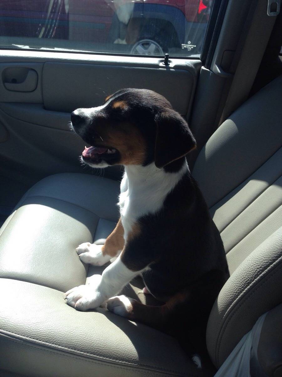 Most adorable copilot | Scrolller