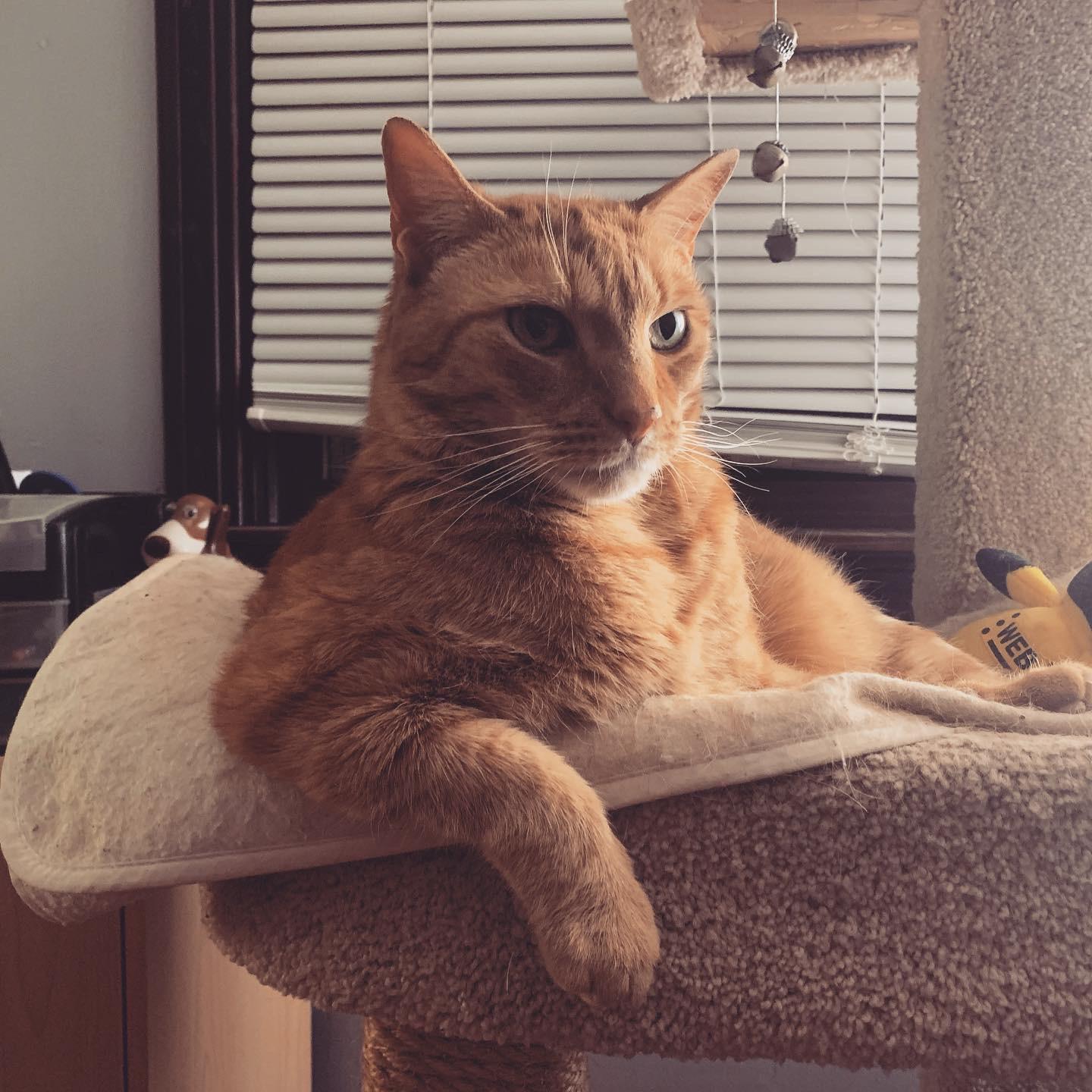 Most interesting ginger chonk. | Scrolller
