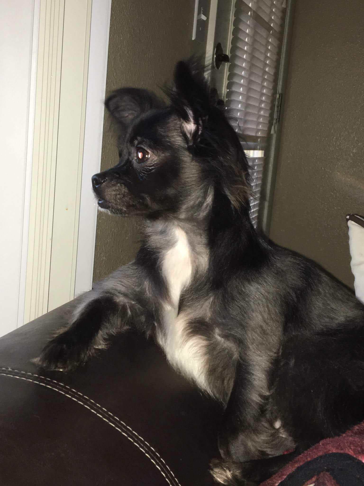 Most Interesting Pup in the World | Scrolller