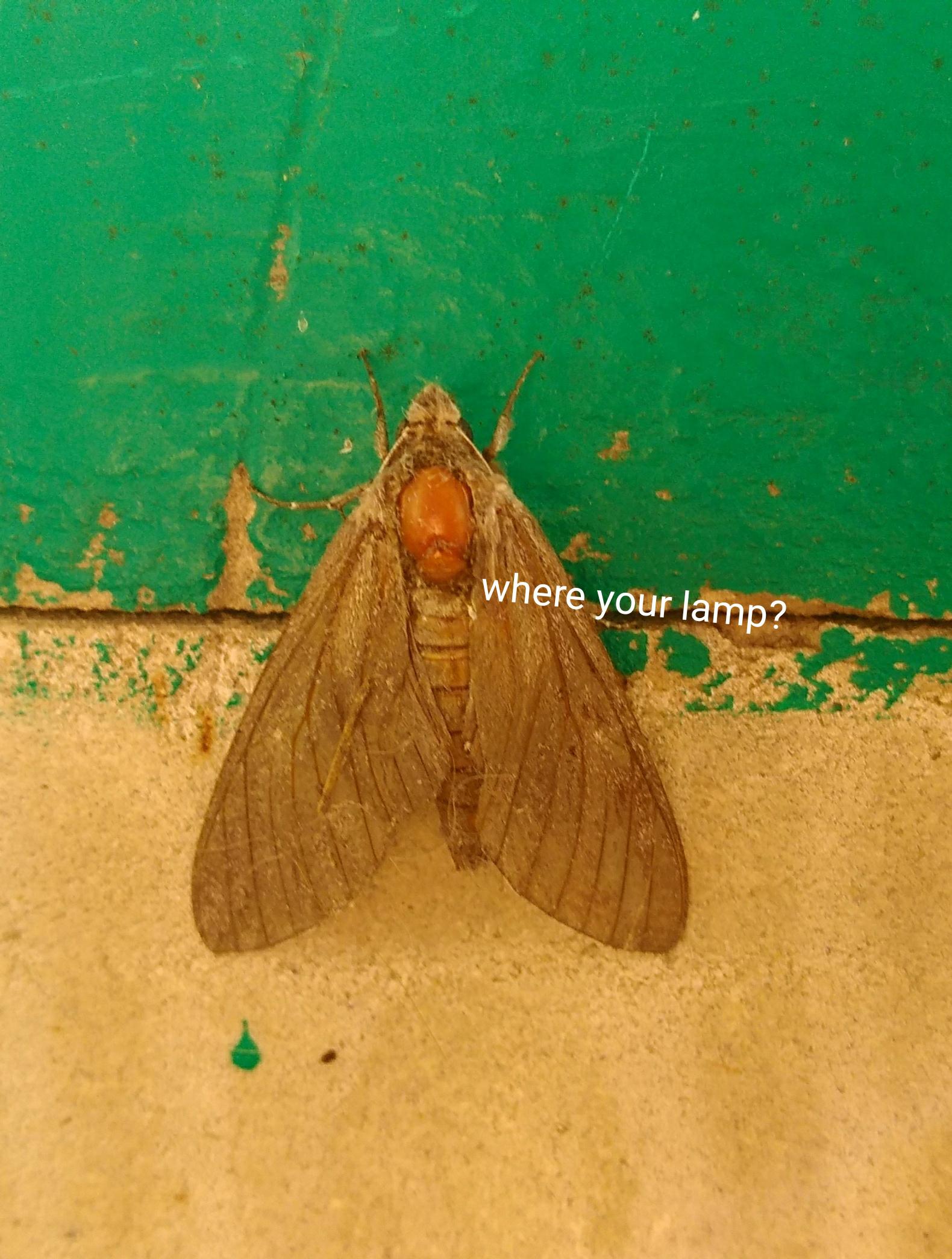 Moth... | Scrolller
