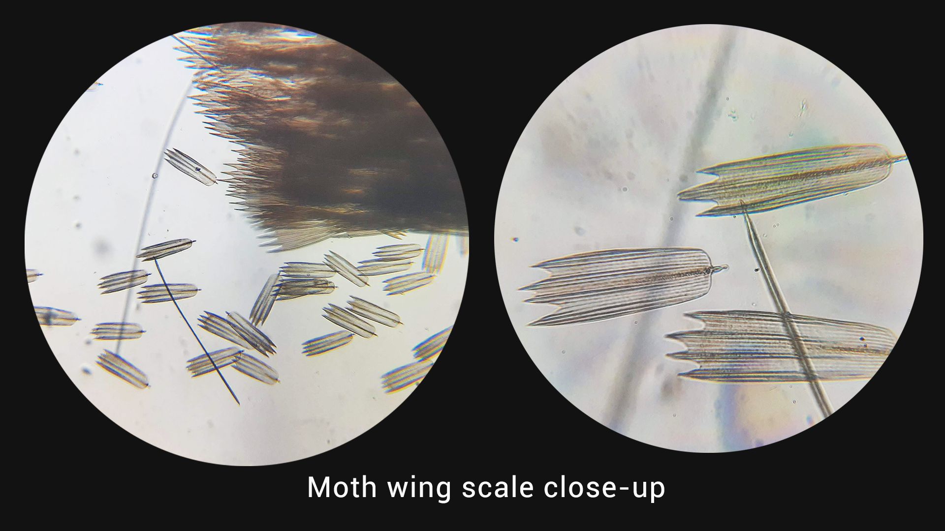 Moth wing close-up ( 150x and 675x) | Scrolller