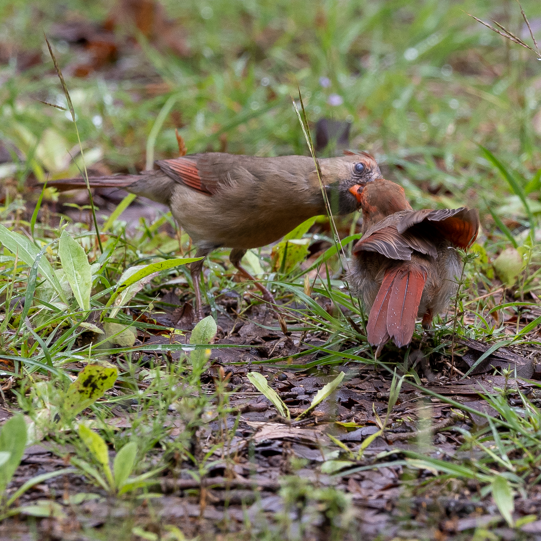Mother cardinal feeding child | Scrolller