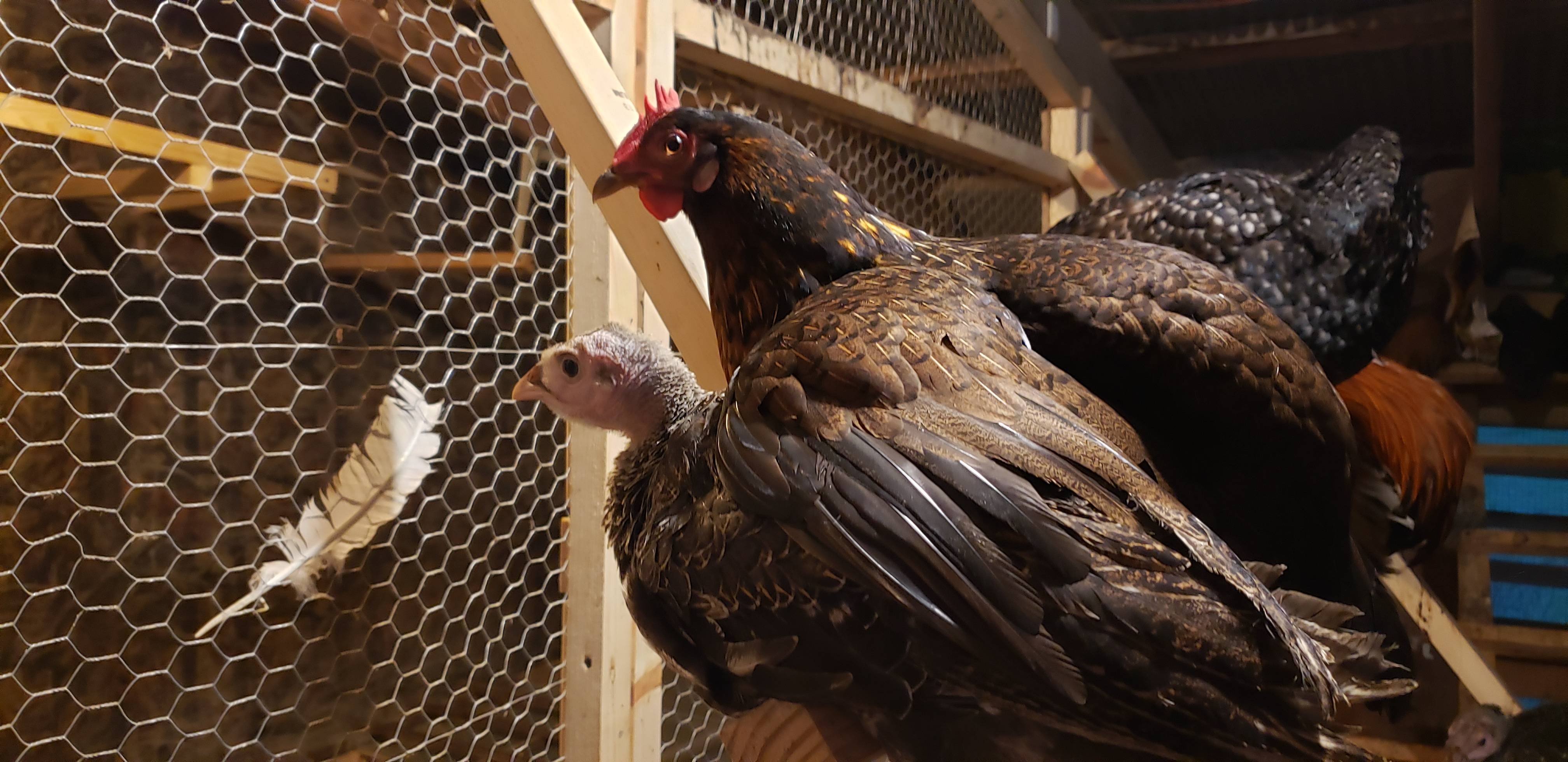 Mother hen with her baby turkey under her wing. She adopted 18 chicks and 5 baby turkeys ...