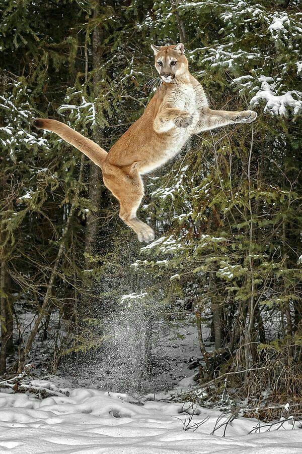 Mountain Lions are capable of running jumps exceeding 40 feet and standing vertical leaps of up ...