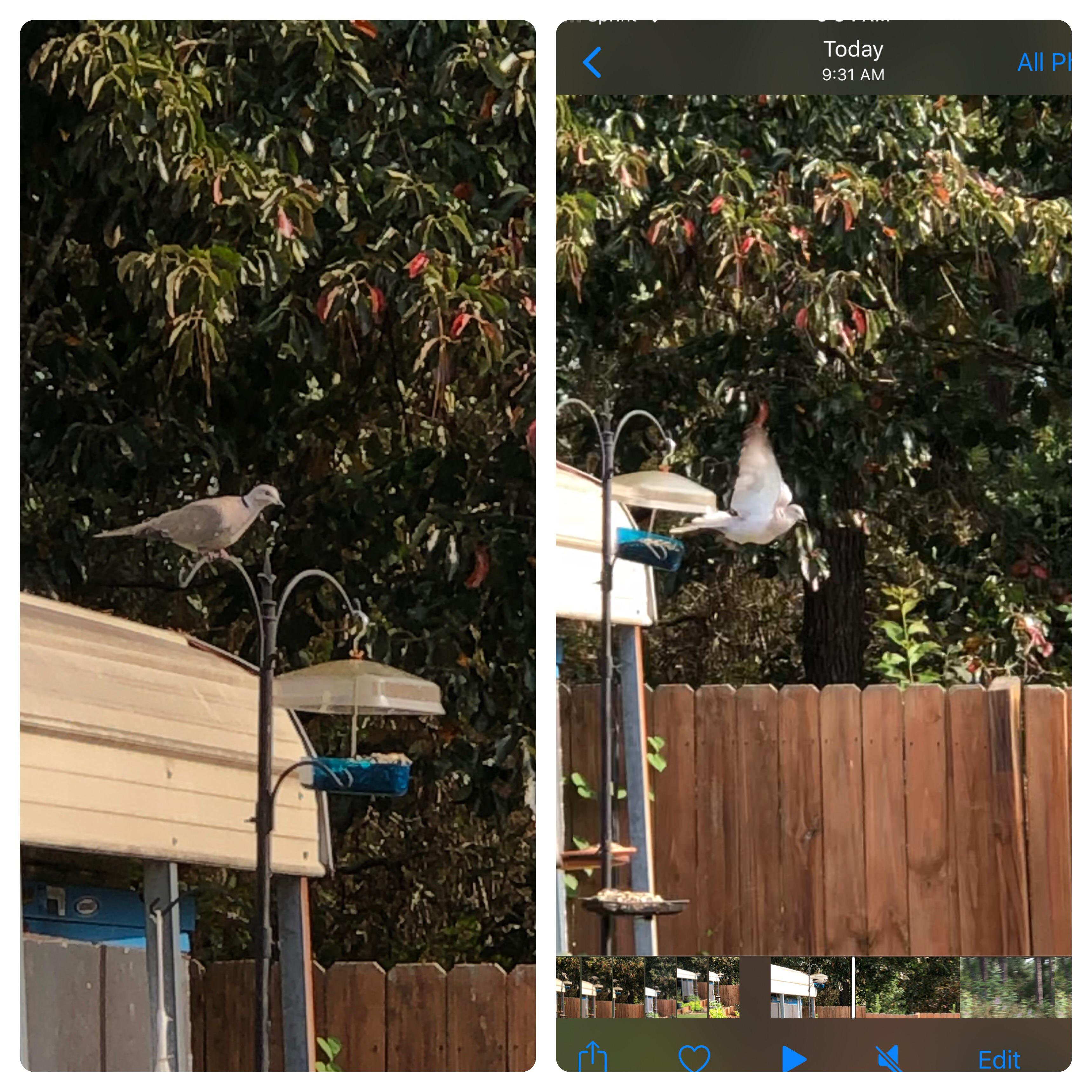 Mourning dove! First time mourning dove visitor to my yard. I had no idea they were so big ...