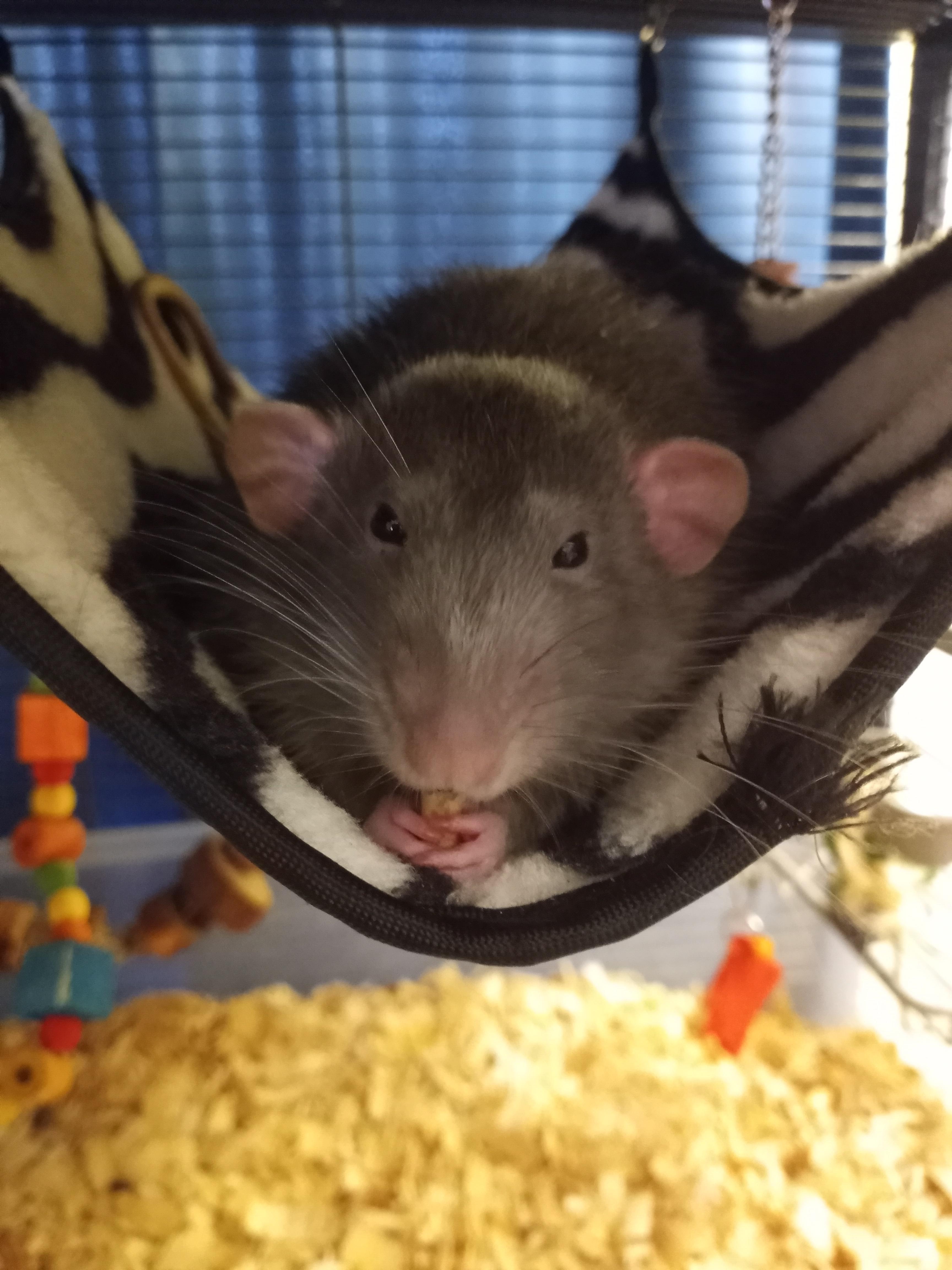 Mr. Business and his cheerio. | Scrolller