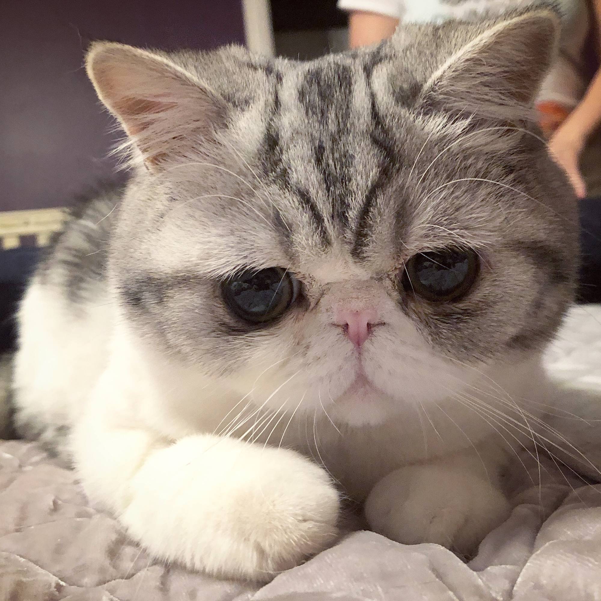 Mr. Buttons | Scrolller