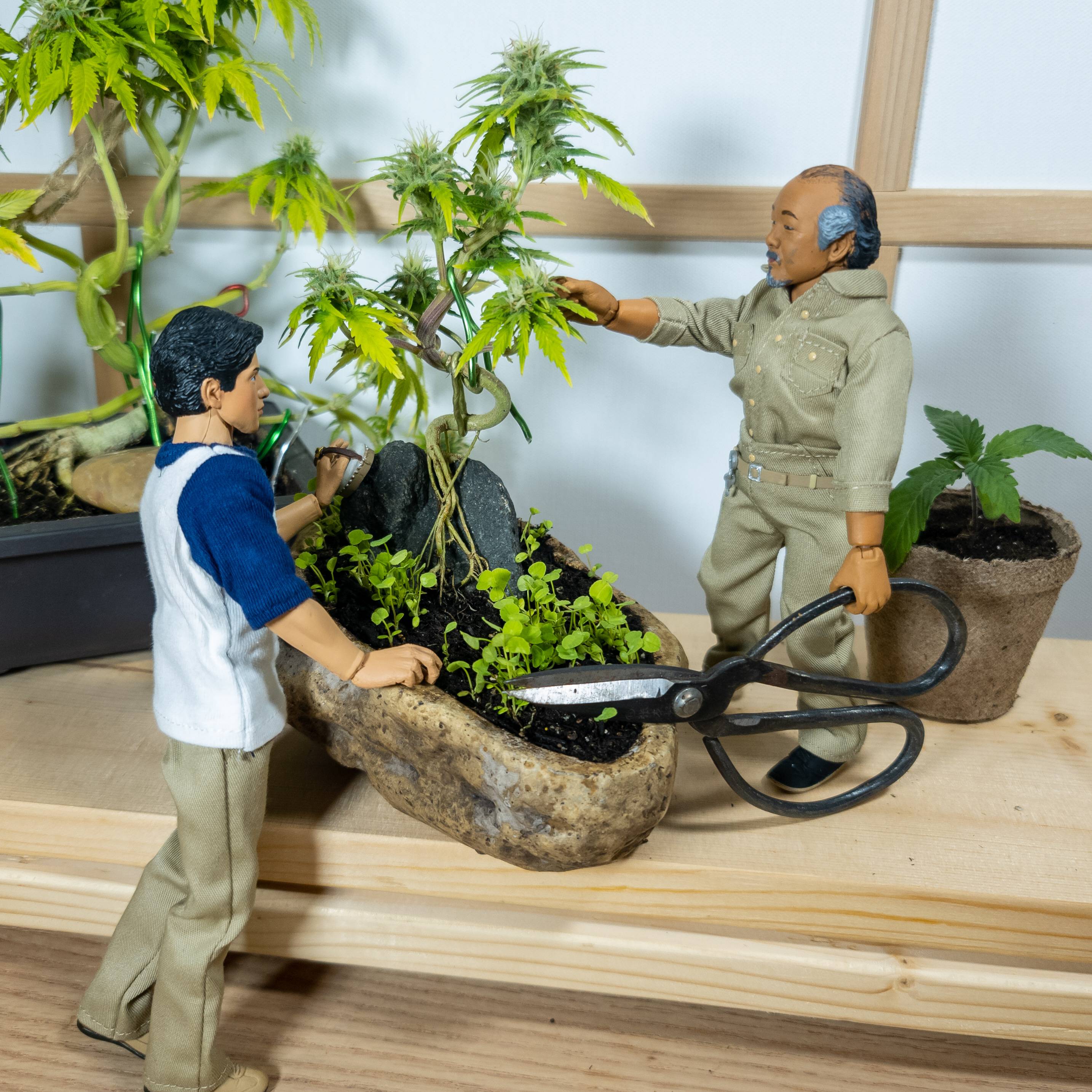 Mr. Miyagi and Daniel-san Bongsai | Scrolller