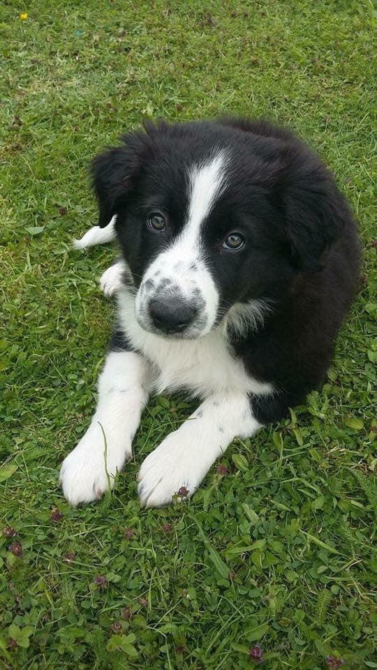 Mr Oliver | Scrolller