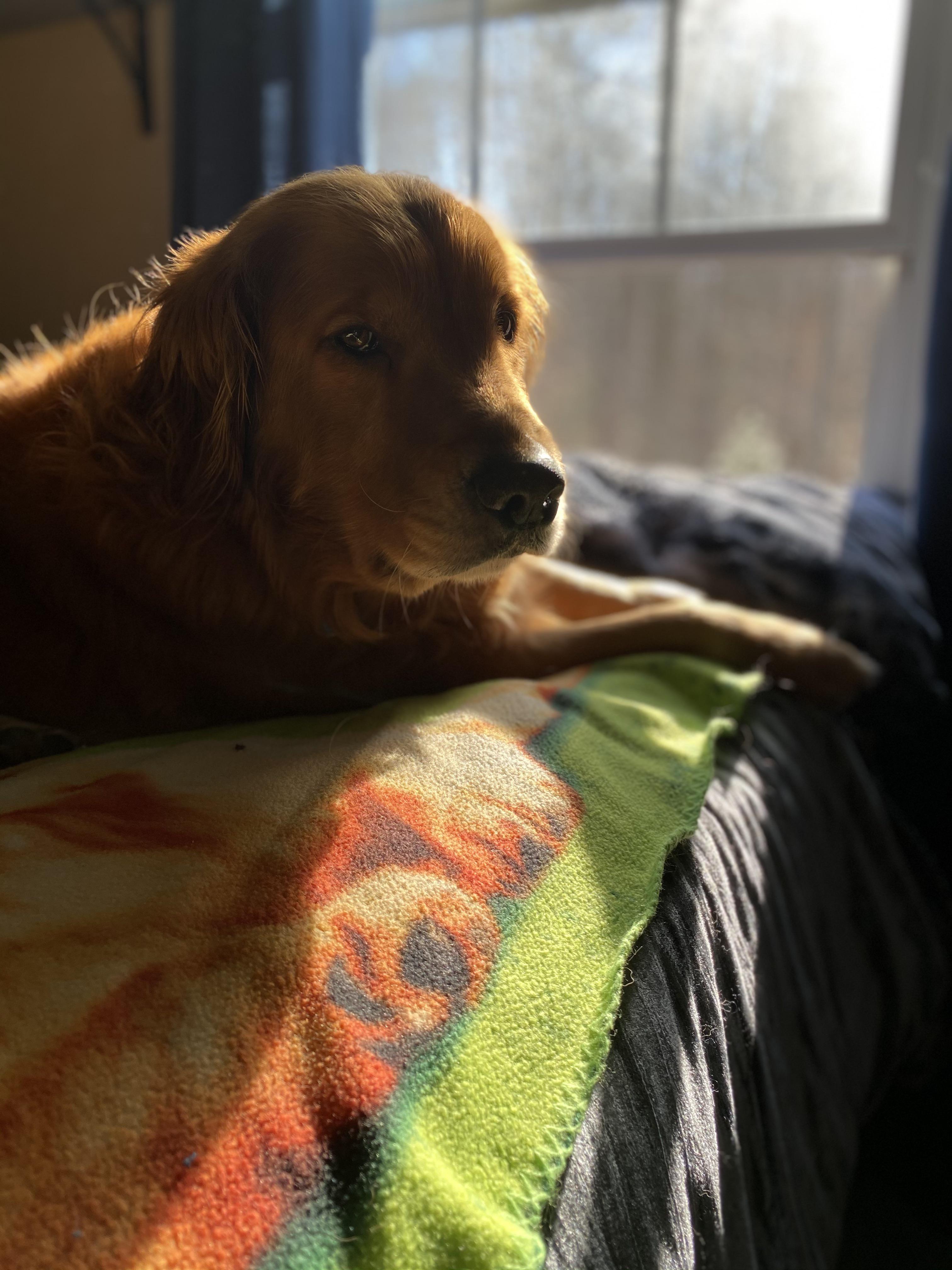 Mr squish getting ready to start napping. | Scrolller