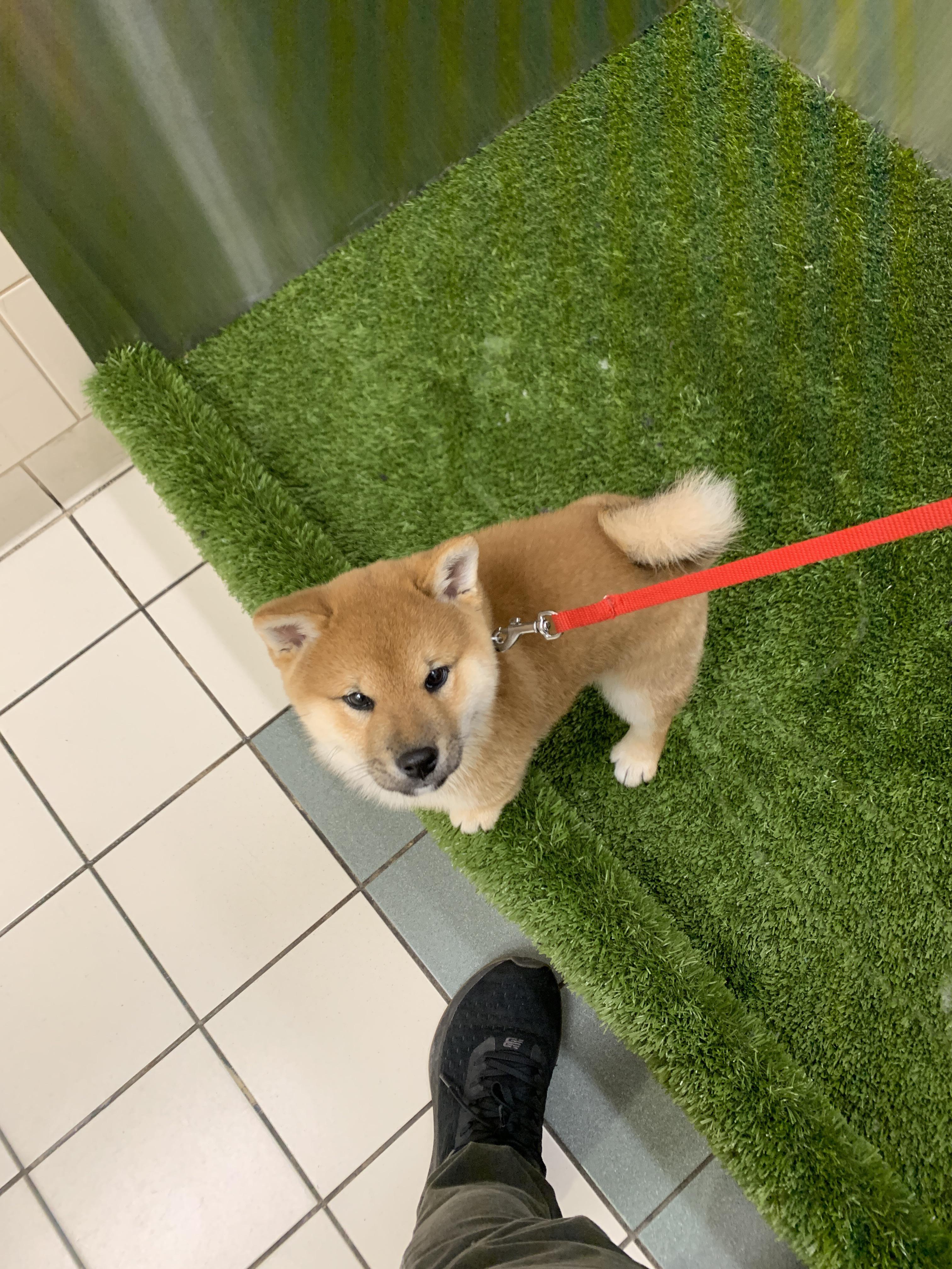 Much cute. Much smol. | Scrolller