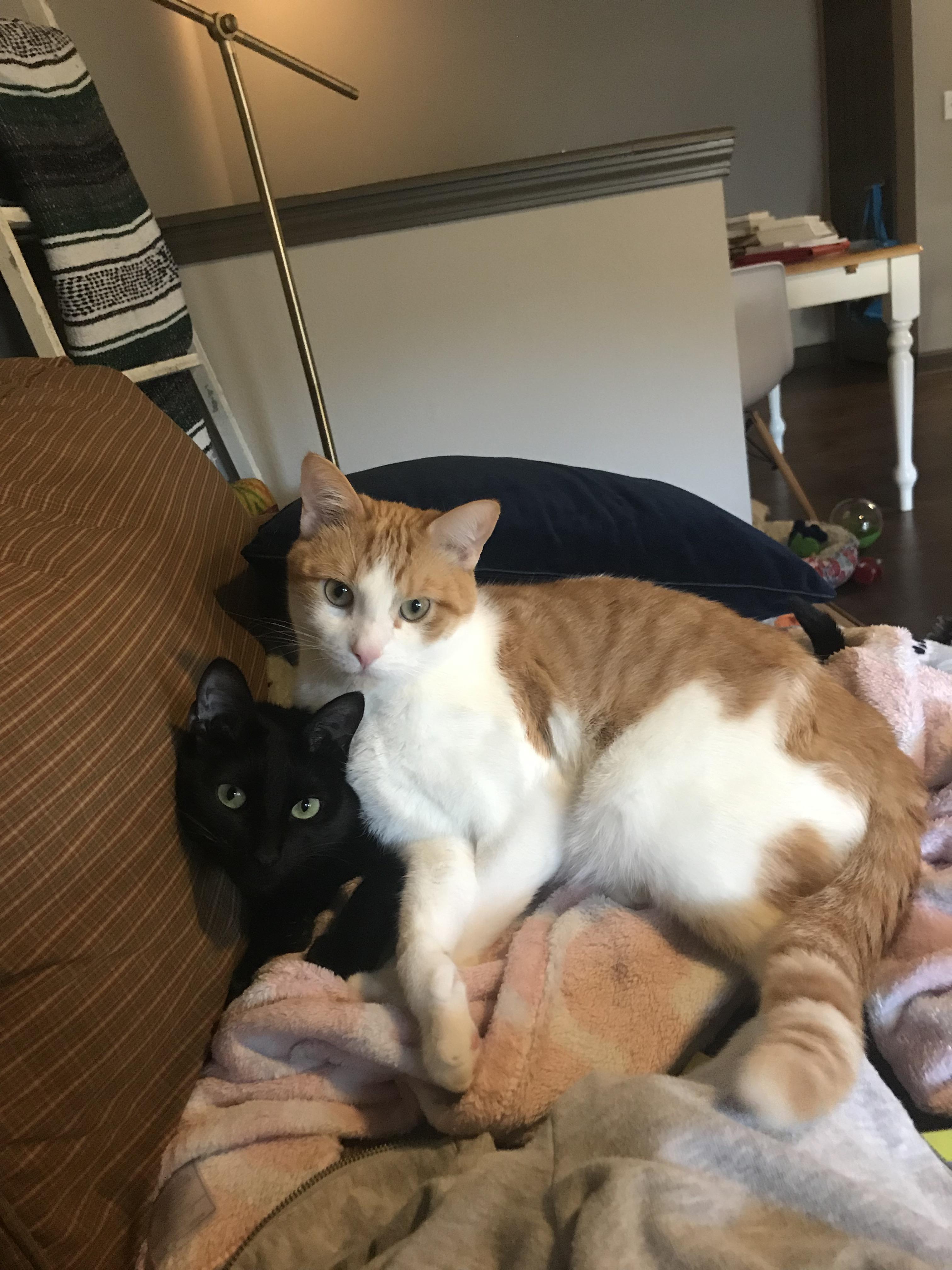 Mulder and Scully, not brother and sister but adopted together. He annoys her constantly, but ...