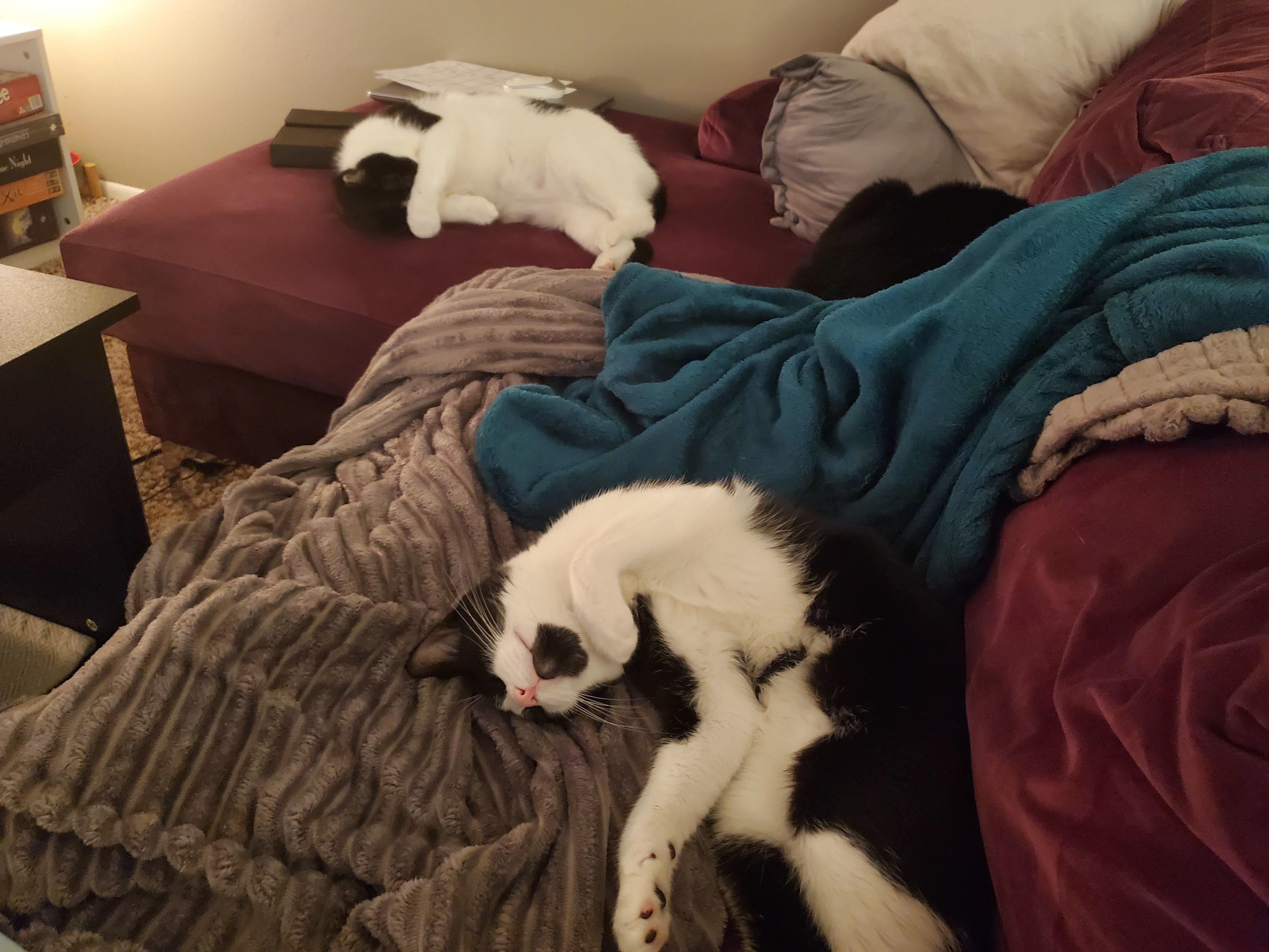 Multi sleepy bellies. Babe in the foreground, Pirate in the distance. | Scrolller