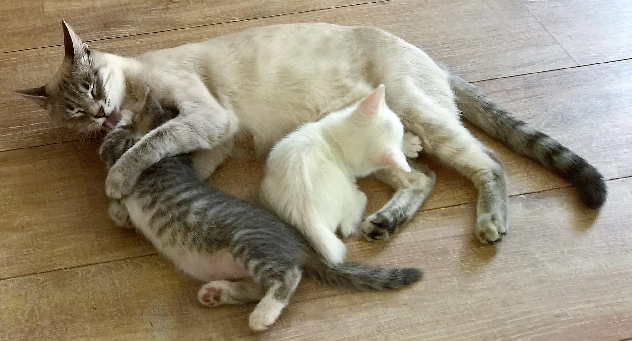 Multi tasking | Scrolller