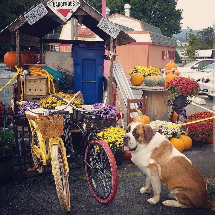 Murphy is ready for Fall! | Scrolller