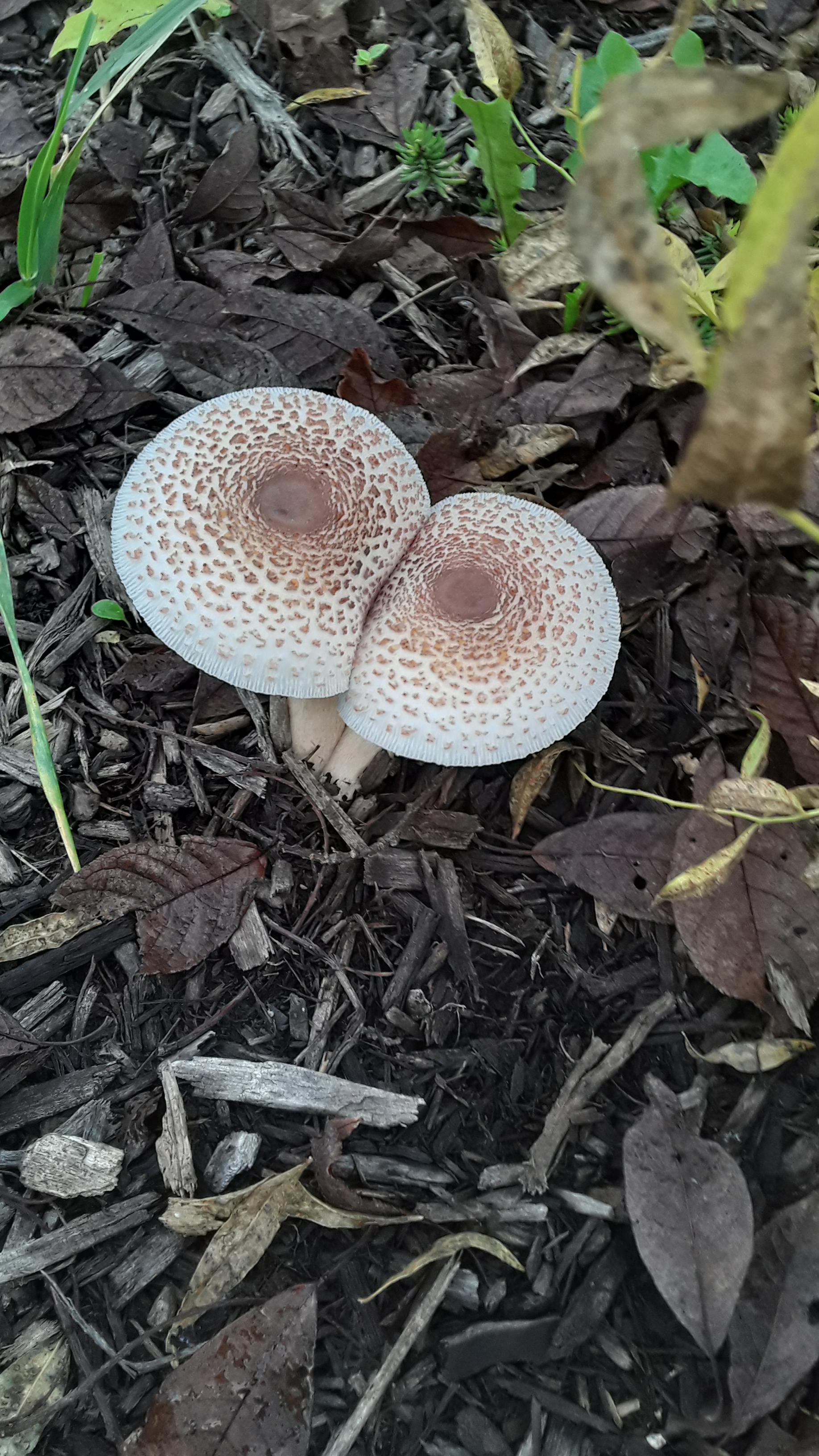 mushroom rule | Scrolller