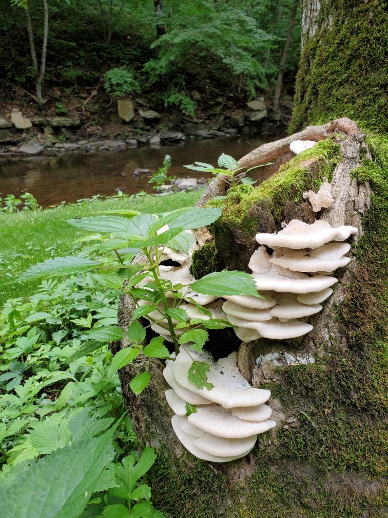 Mushrooms along the stream | Scrolller