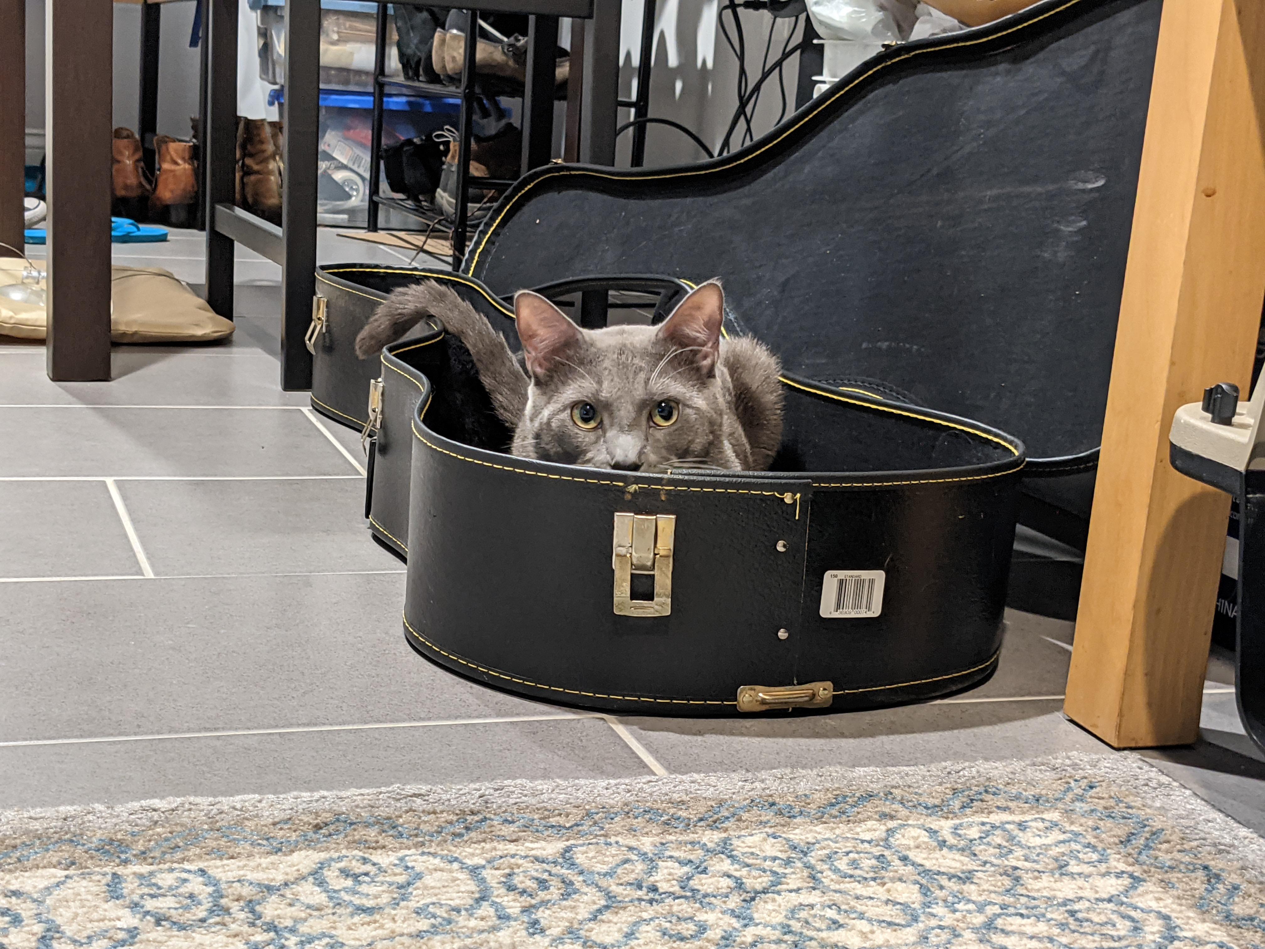 Musical cat trap is a success | Scrolller