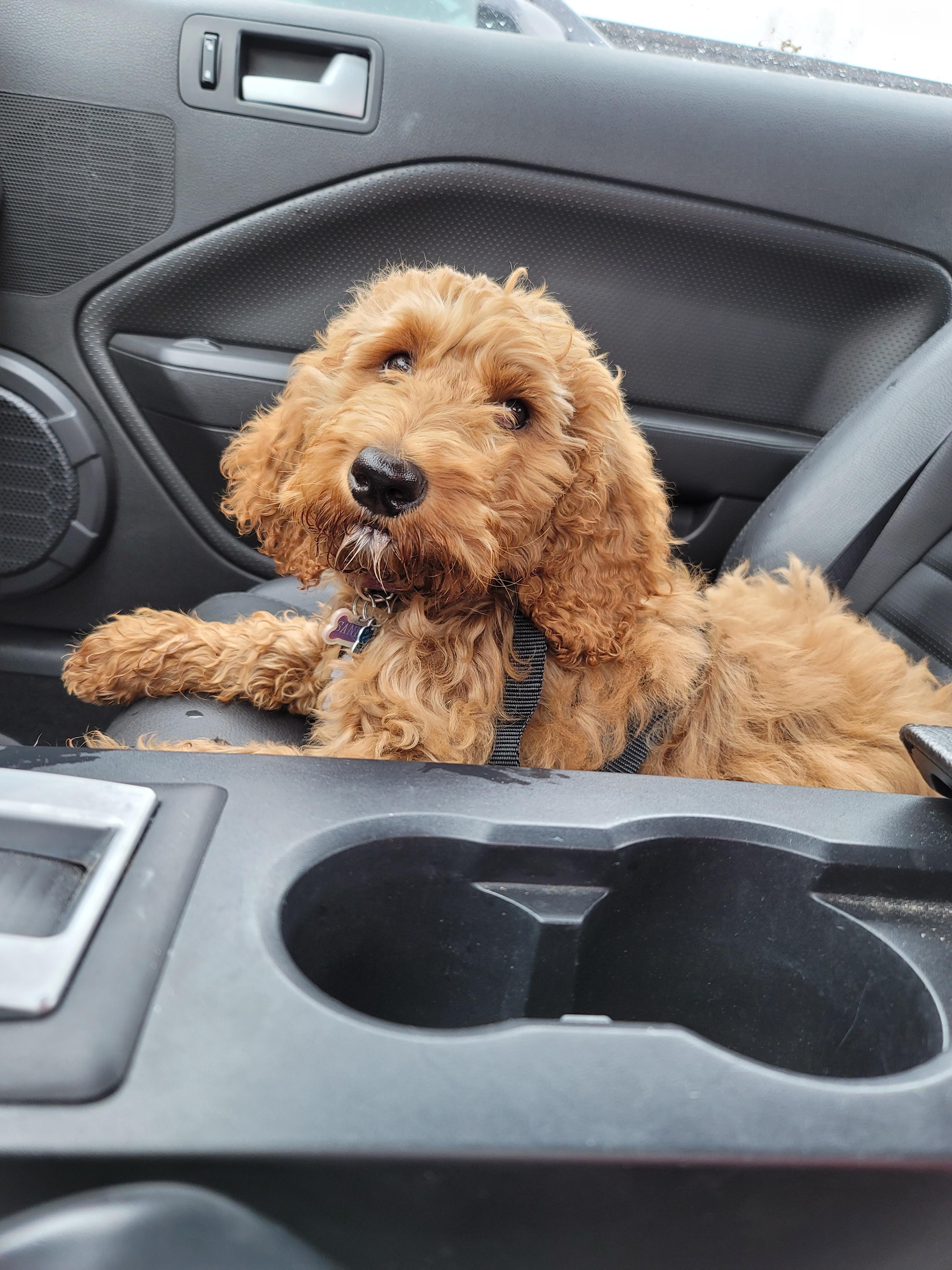 Mustang Sandy Scrolller