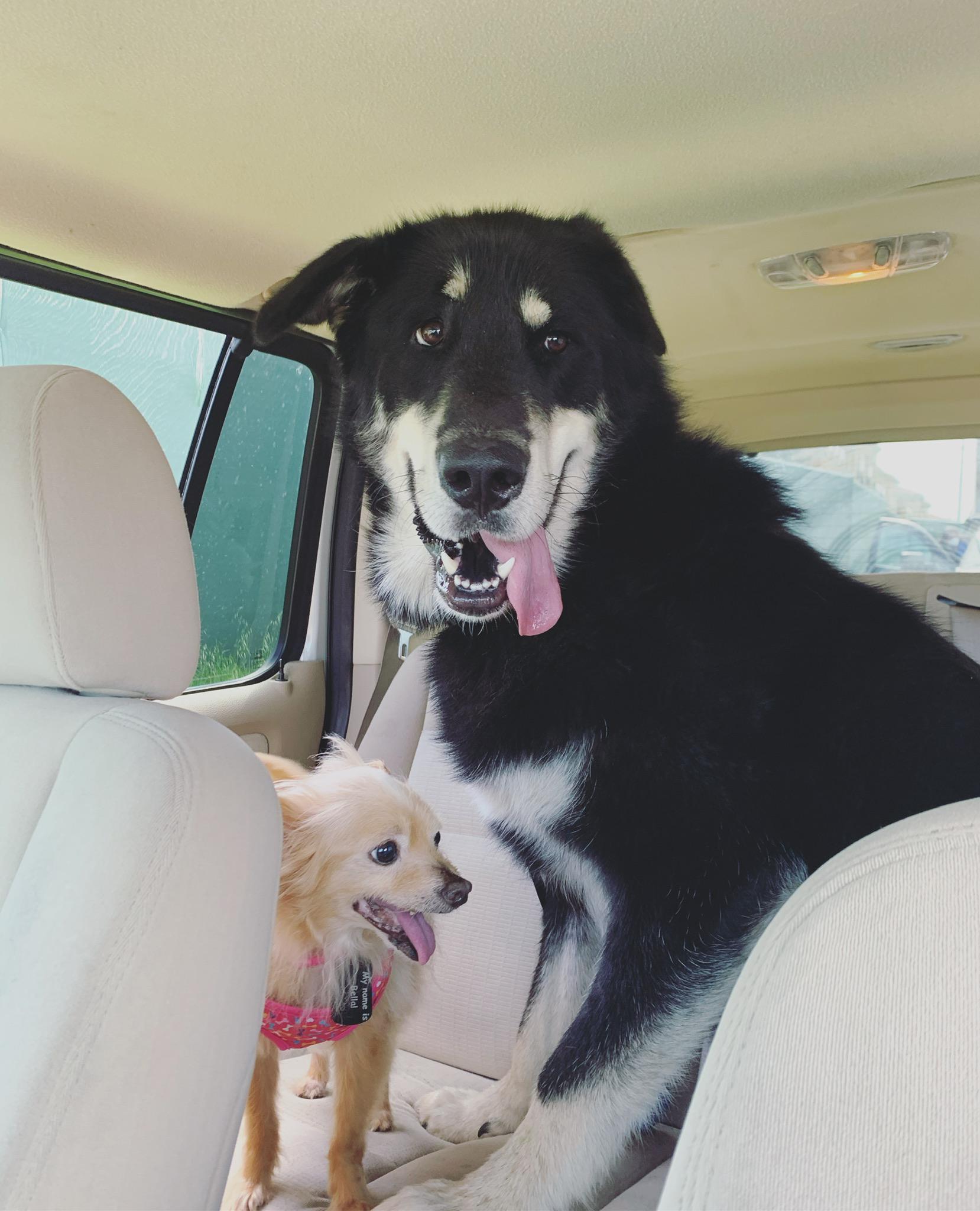 My 130lb Alaskan Malamute 💕Zorro | Scrolller