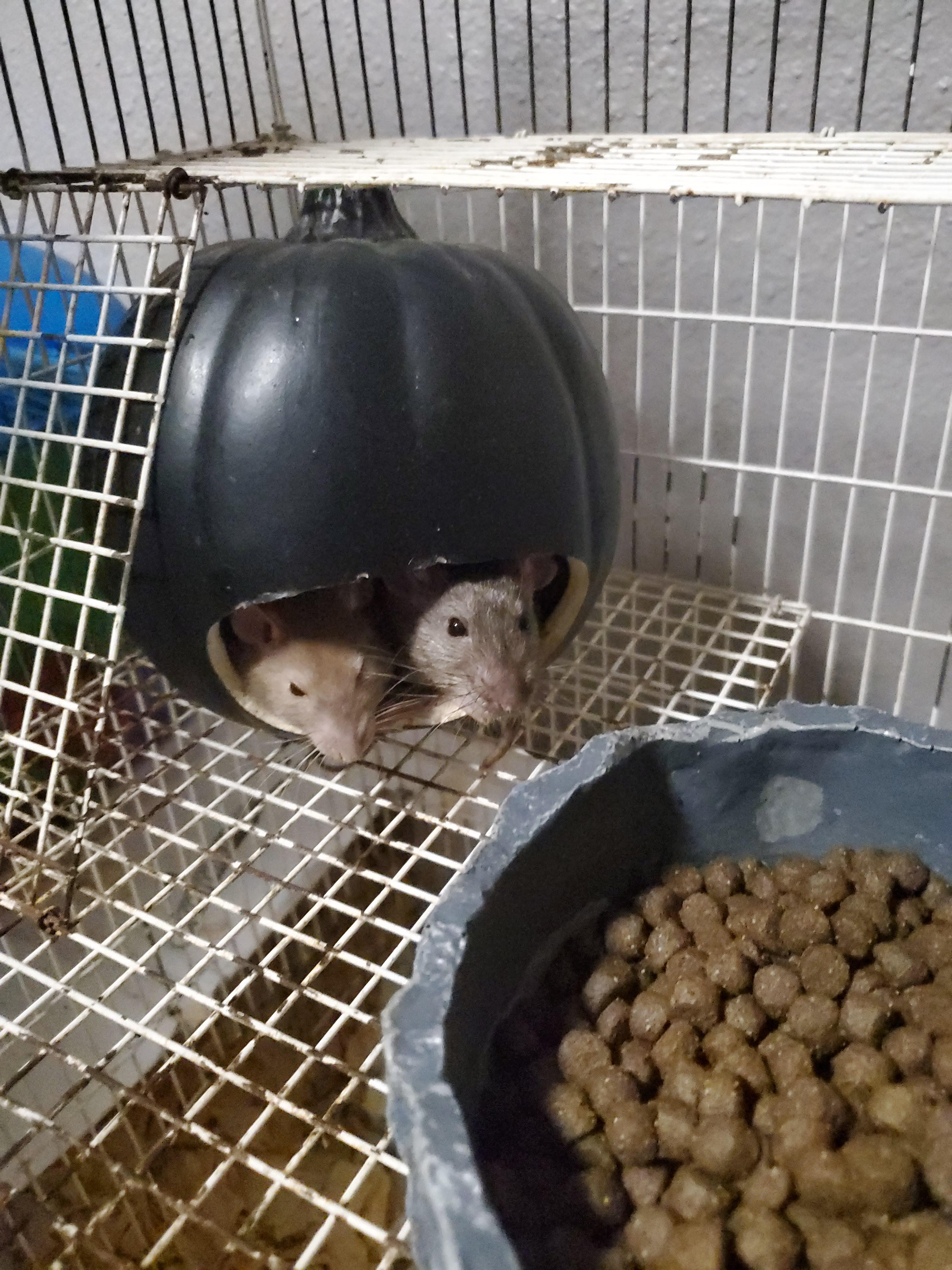 My 2 new rats together | Scrolller