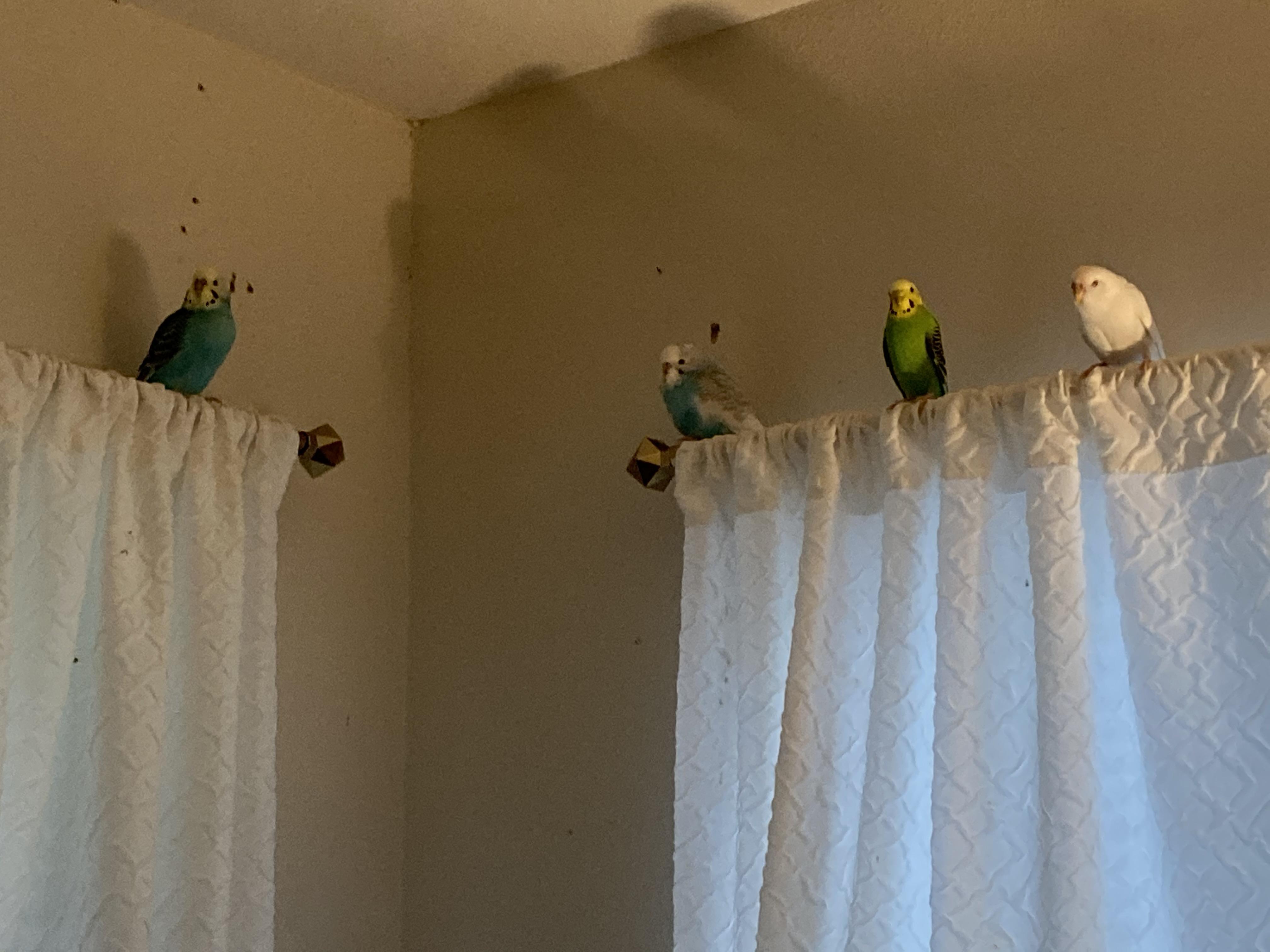 My 4 Birds | Scrolller