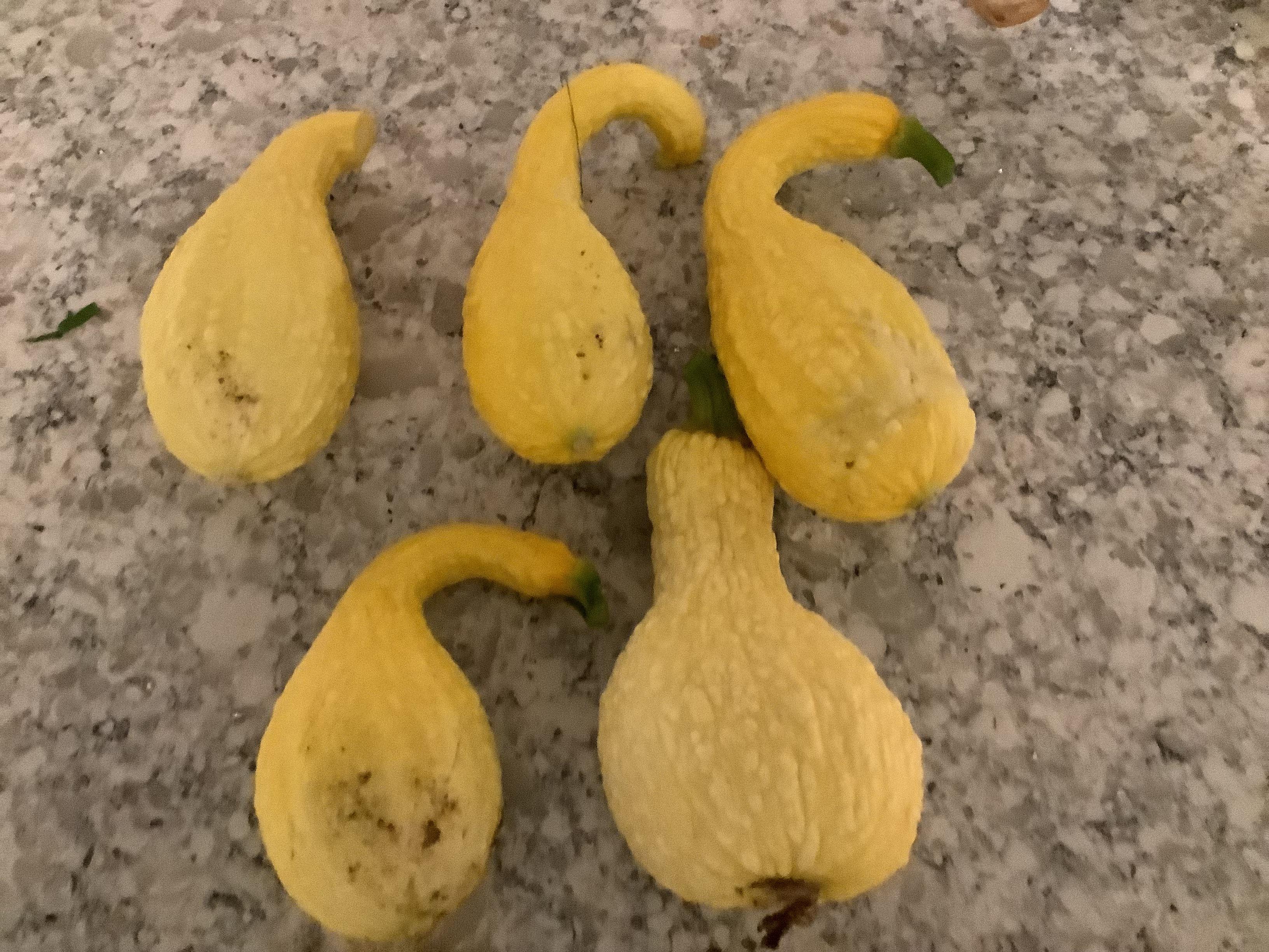 My 5 squash | Scrolller