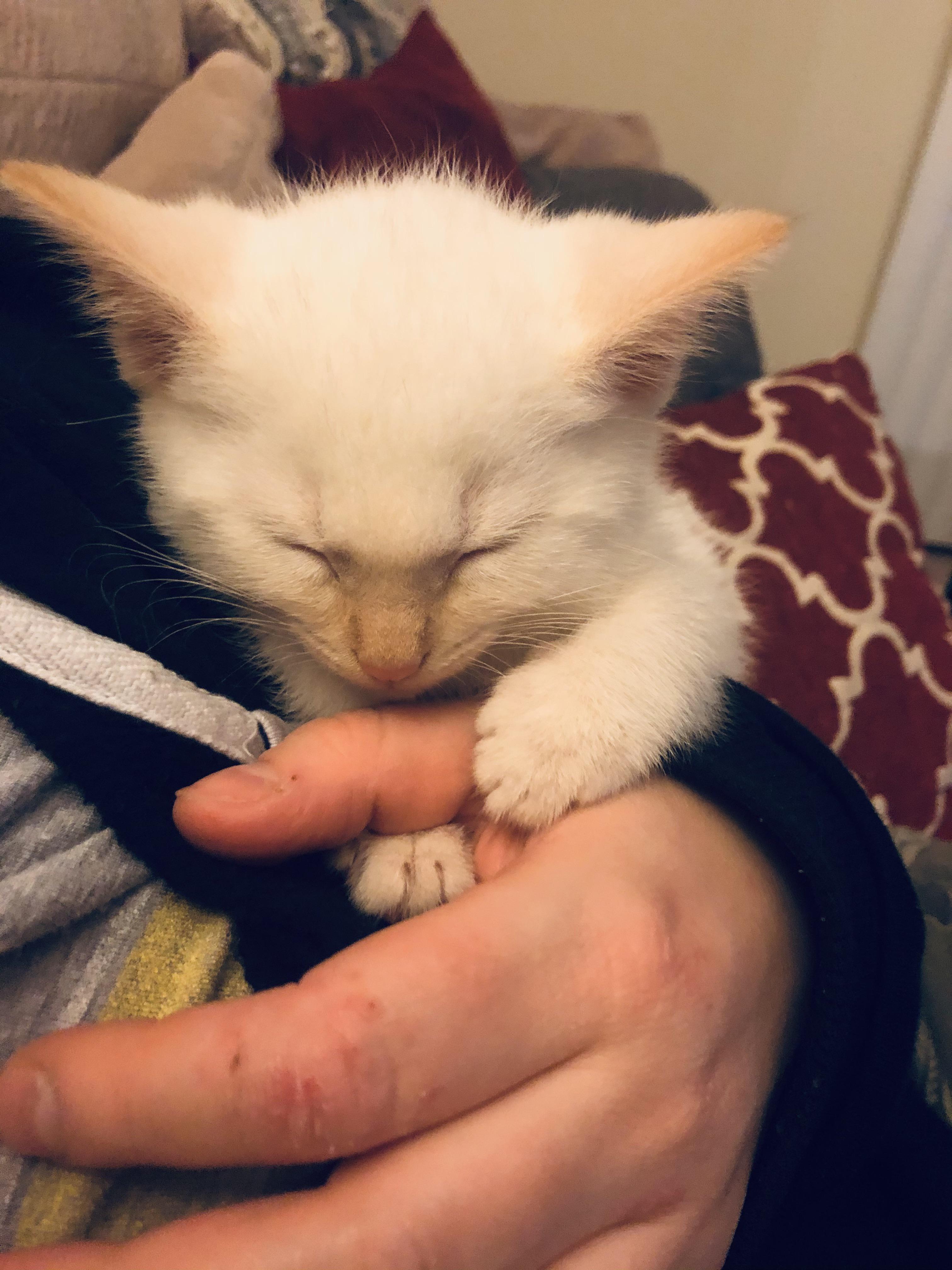 My 6 week old foster. He’s such a cuddle bug. | Scrolller