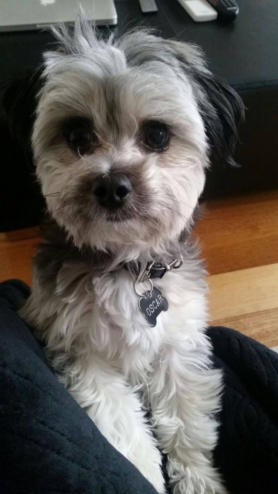 My 6 Year Old Boy Oscar Scrolller