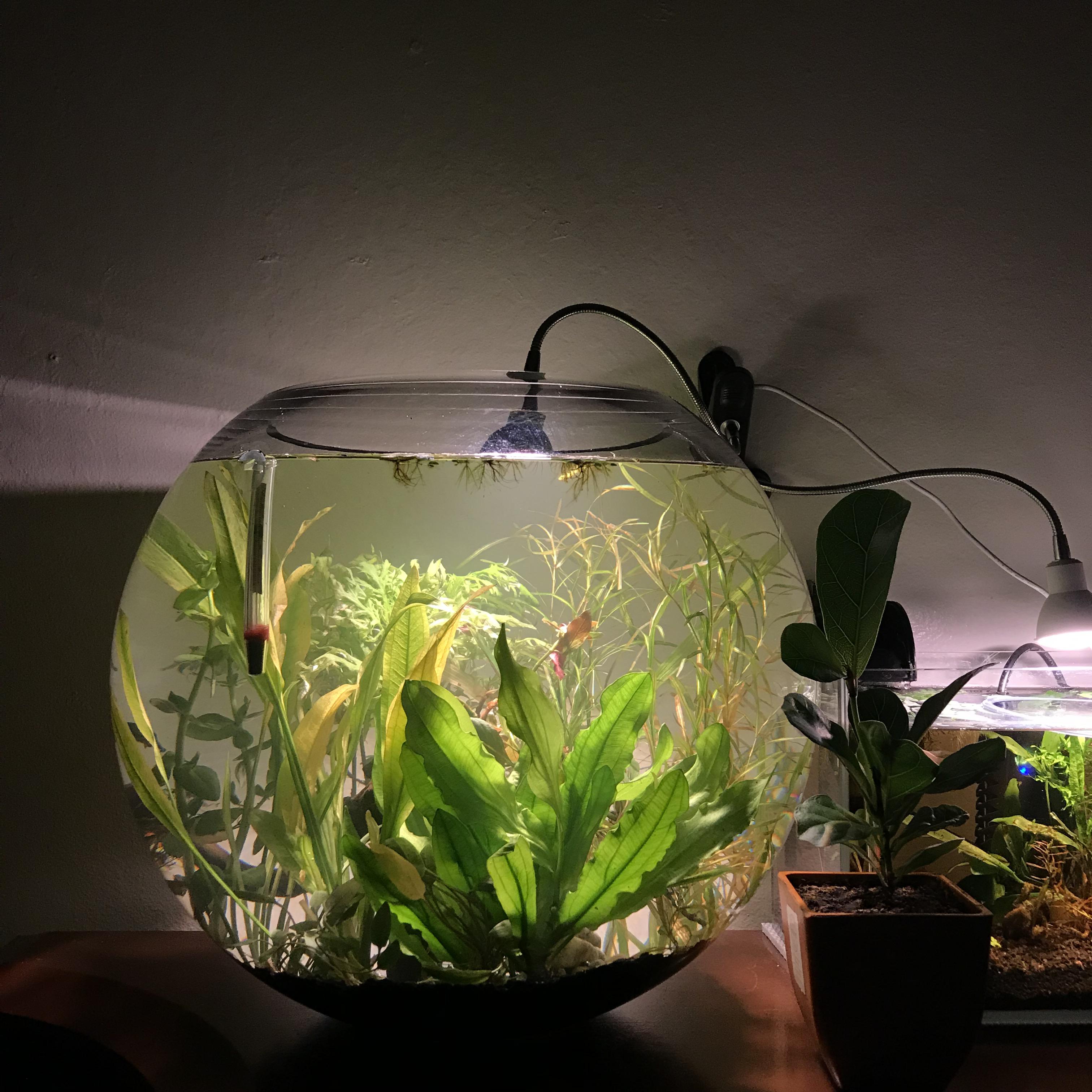 My 7 gallon bowl with 13 different species of plants. First walstad’s first night. Here’s to ...