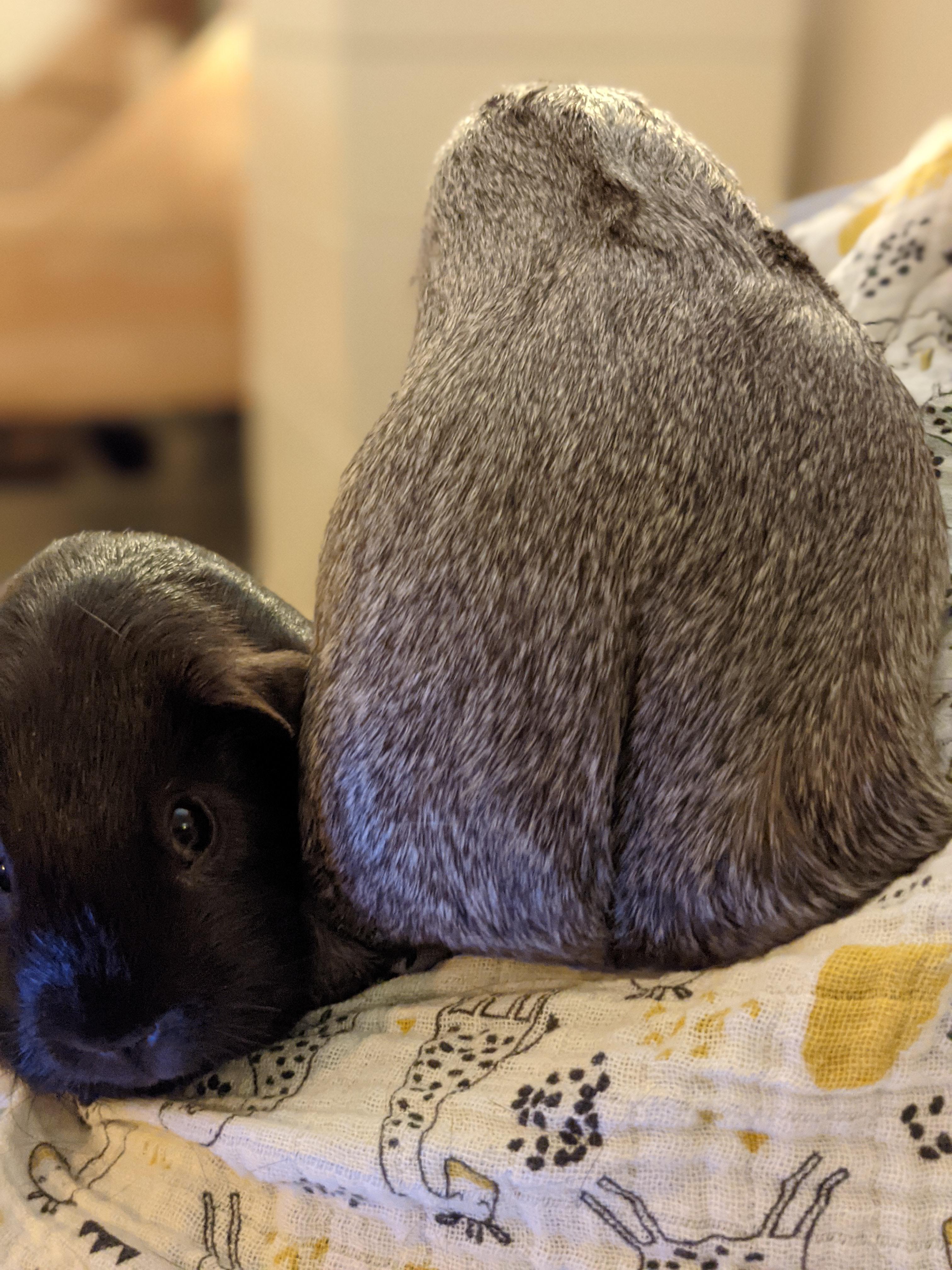 My agouti has the biggest butt crack | Scrolller