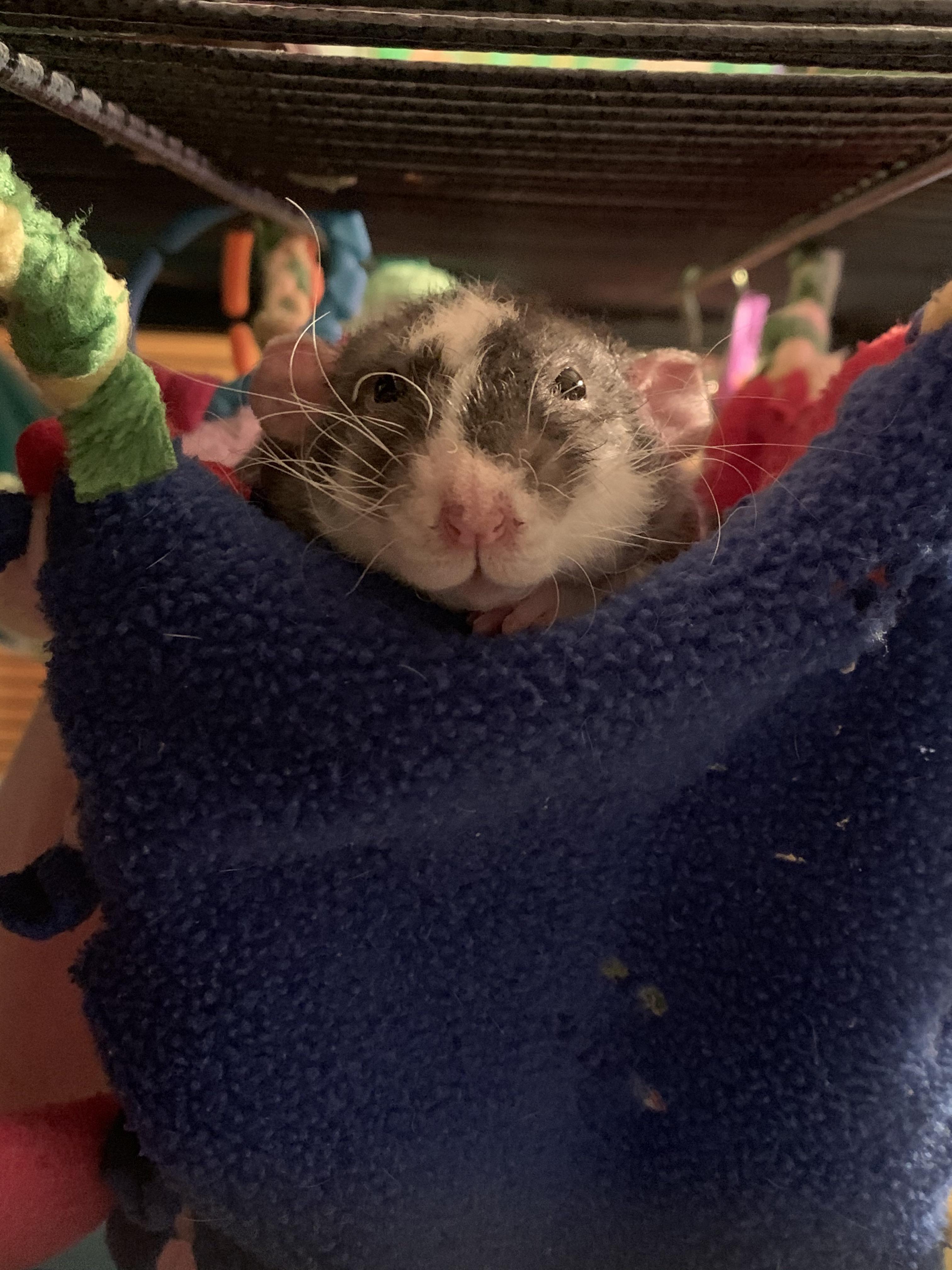 My baby Bingus 💝 | Scrolller