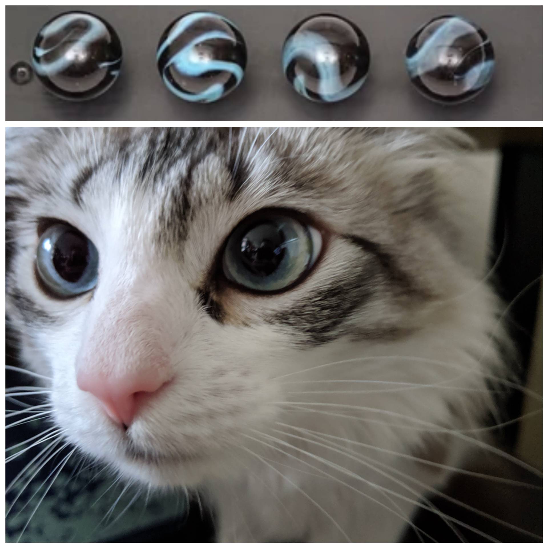 My baby has Midnight Wisp eyes | Scrolller