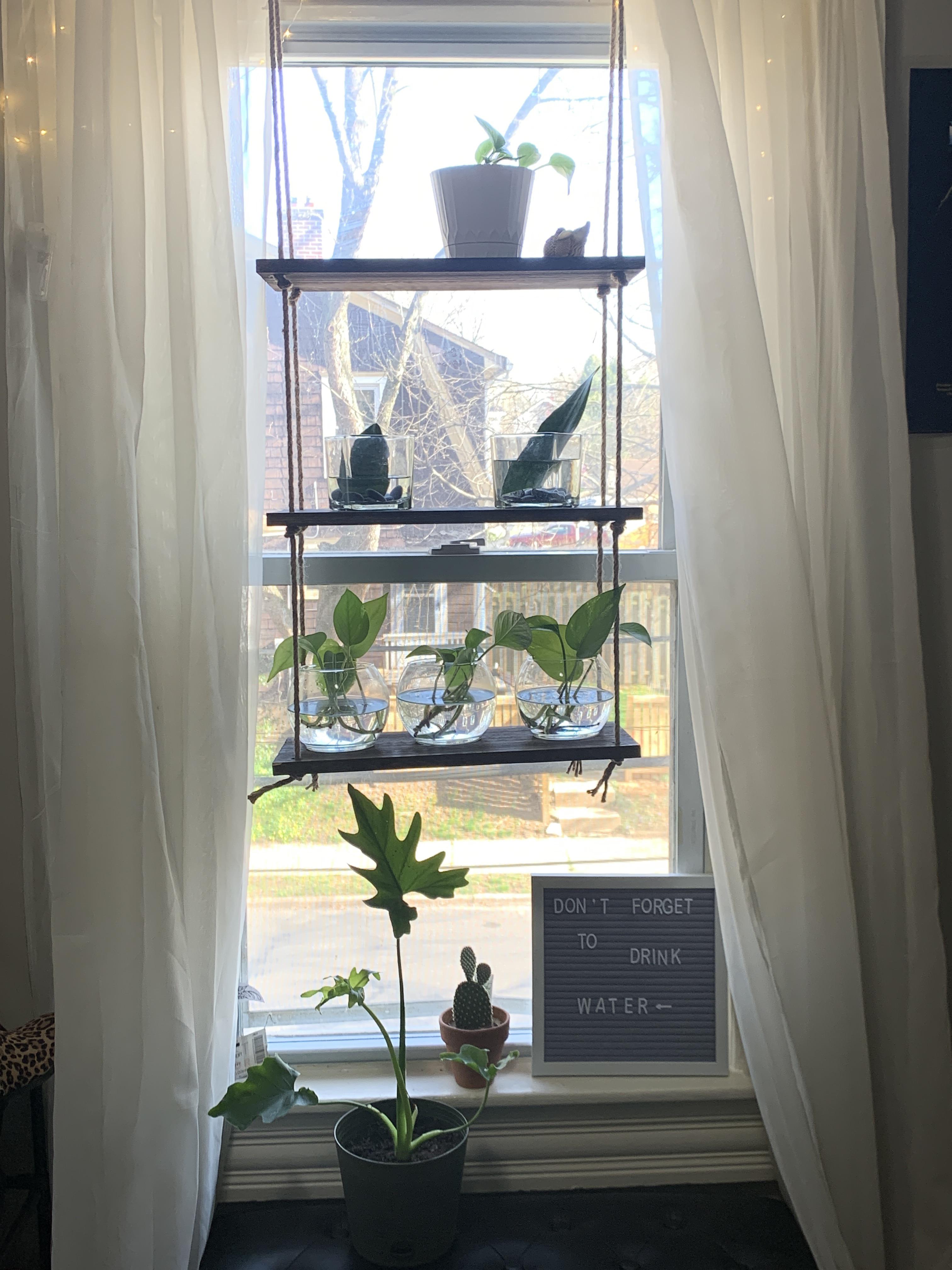 My baby plant/ propagation window. Hang in there little curtain rod, you can do it | Scrolller