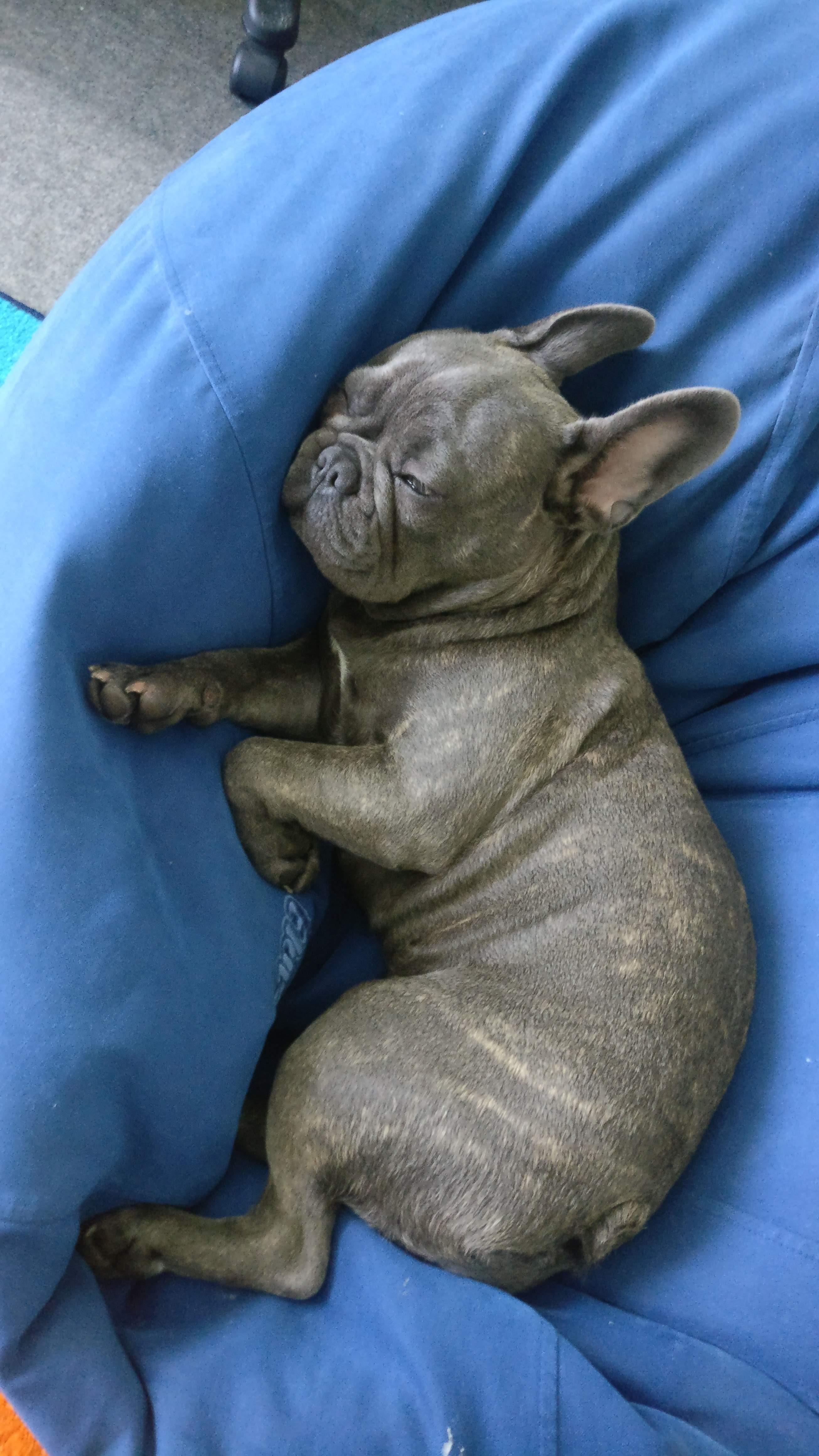 My bean bag quickly became her bean bag. | Scrolller