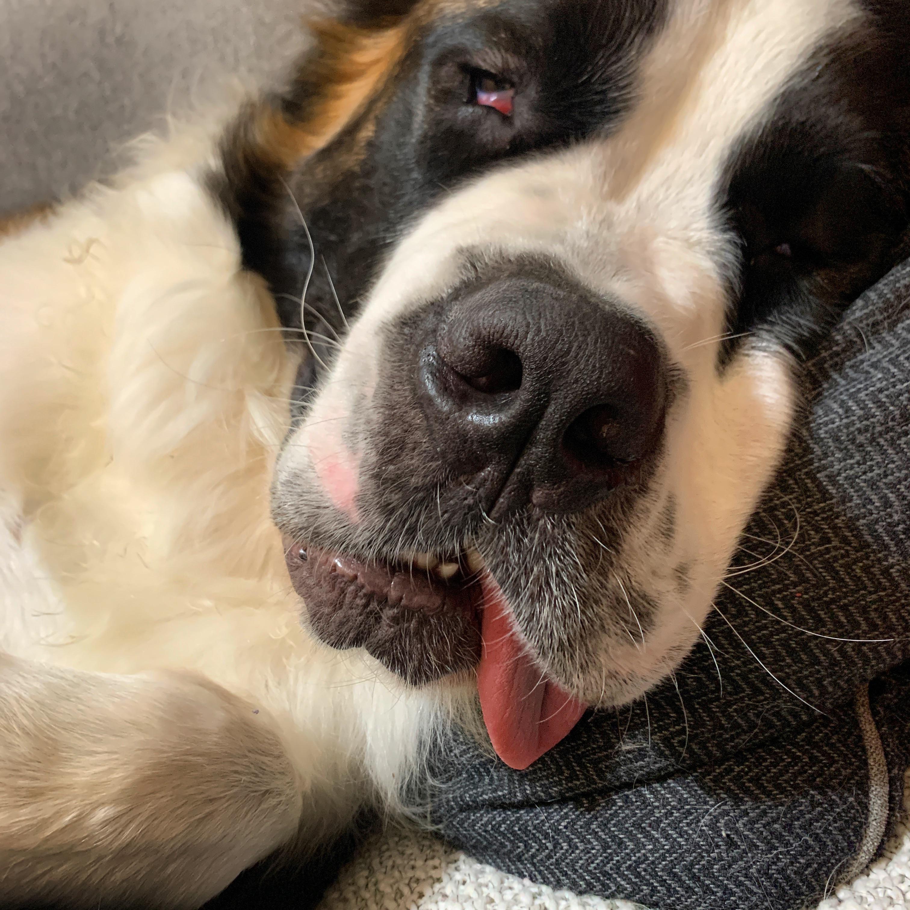 My beast, in all his majesty | Scrolller