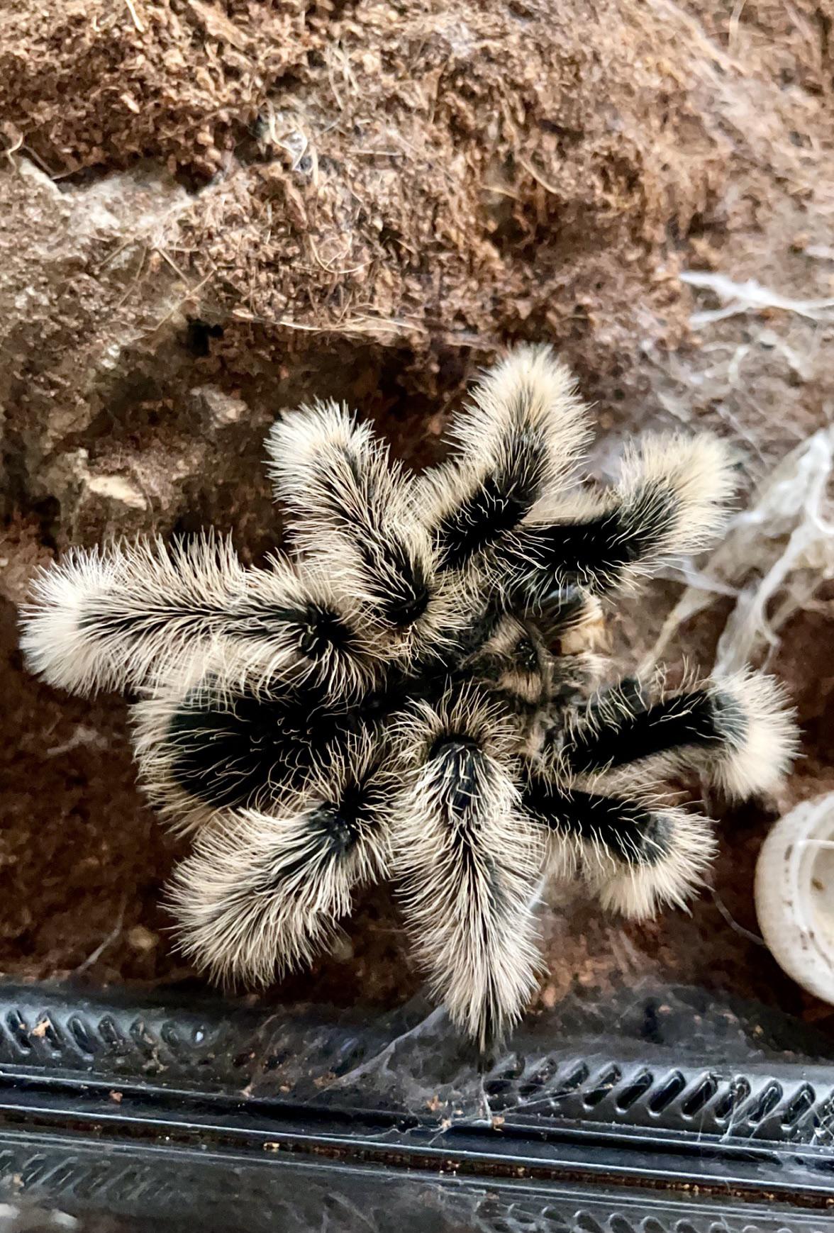 my beautiful floof, Jack | Scrolller