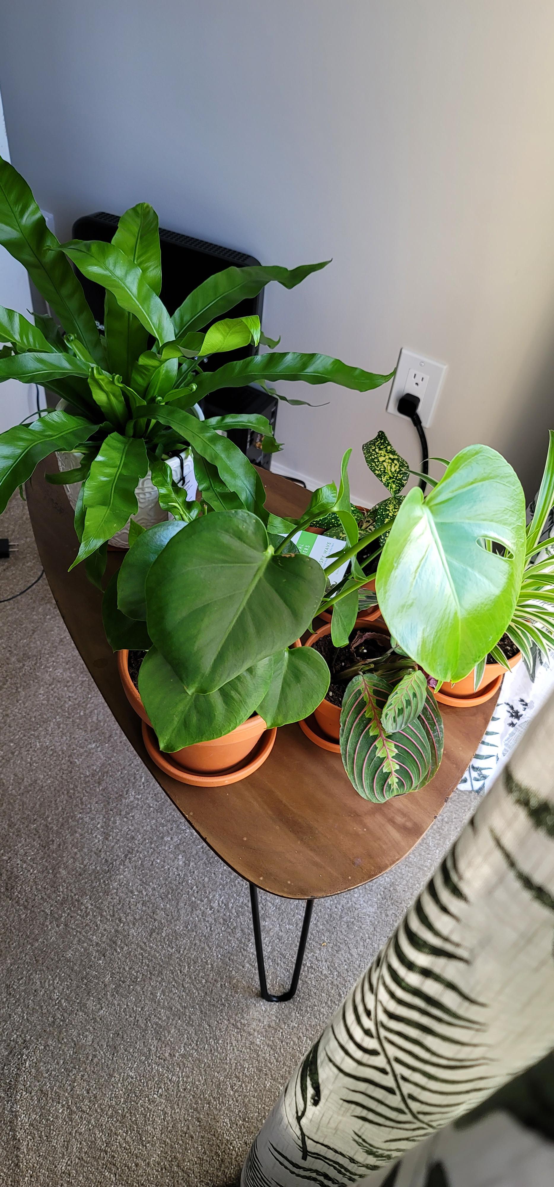 My beautiful plants are thriving and saying "Hello Spring!" | Scrolller
