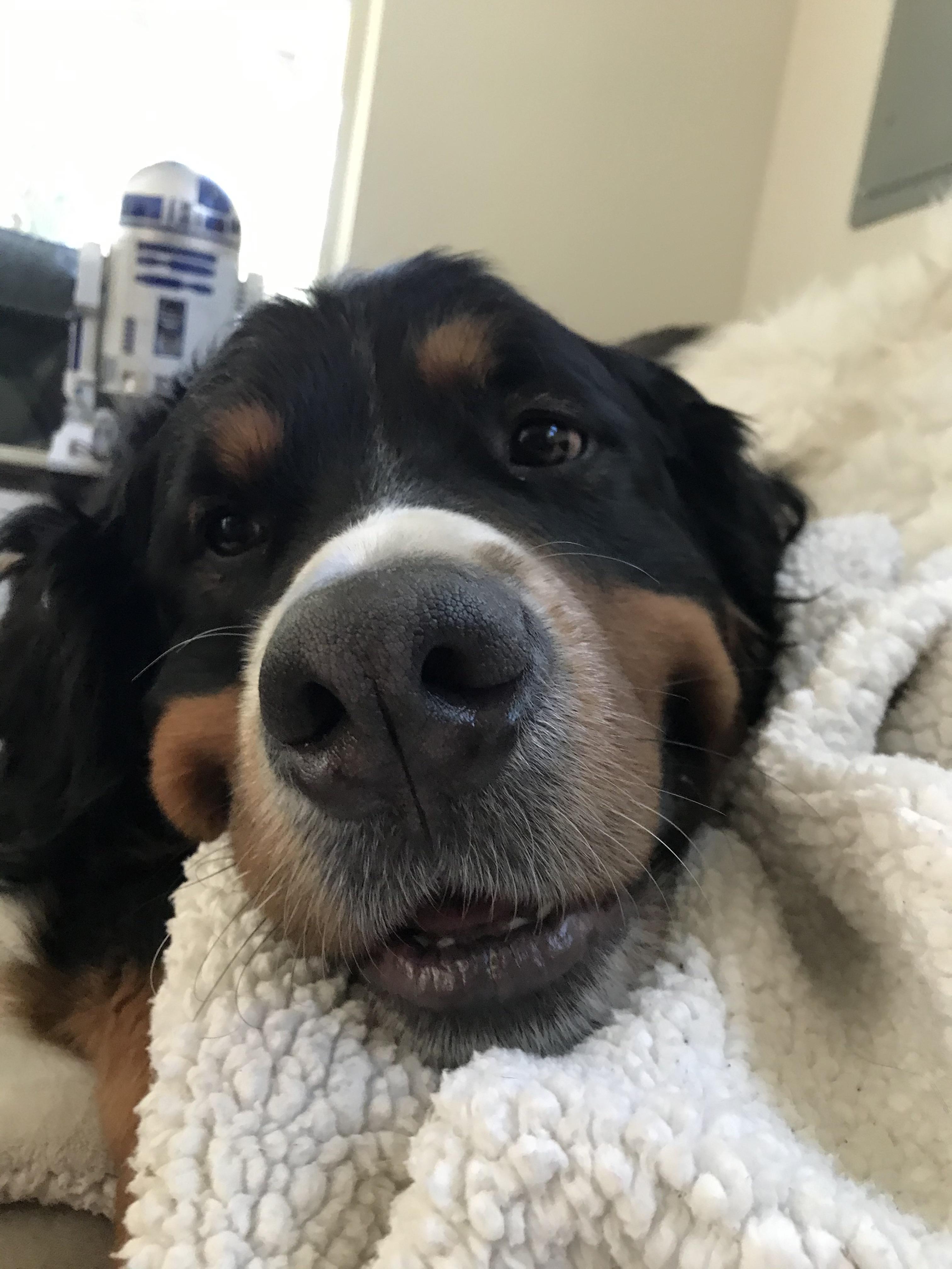 My big boy | Scrolller