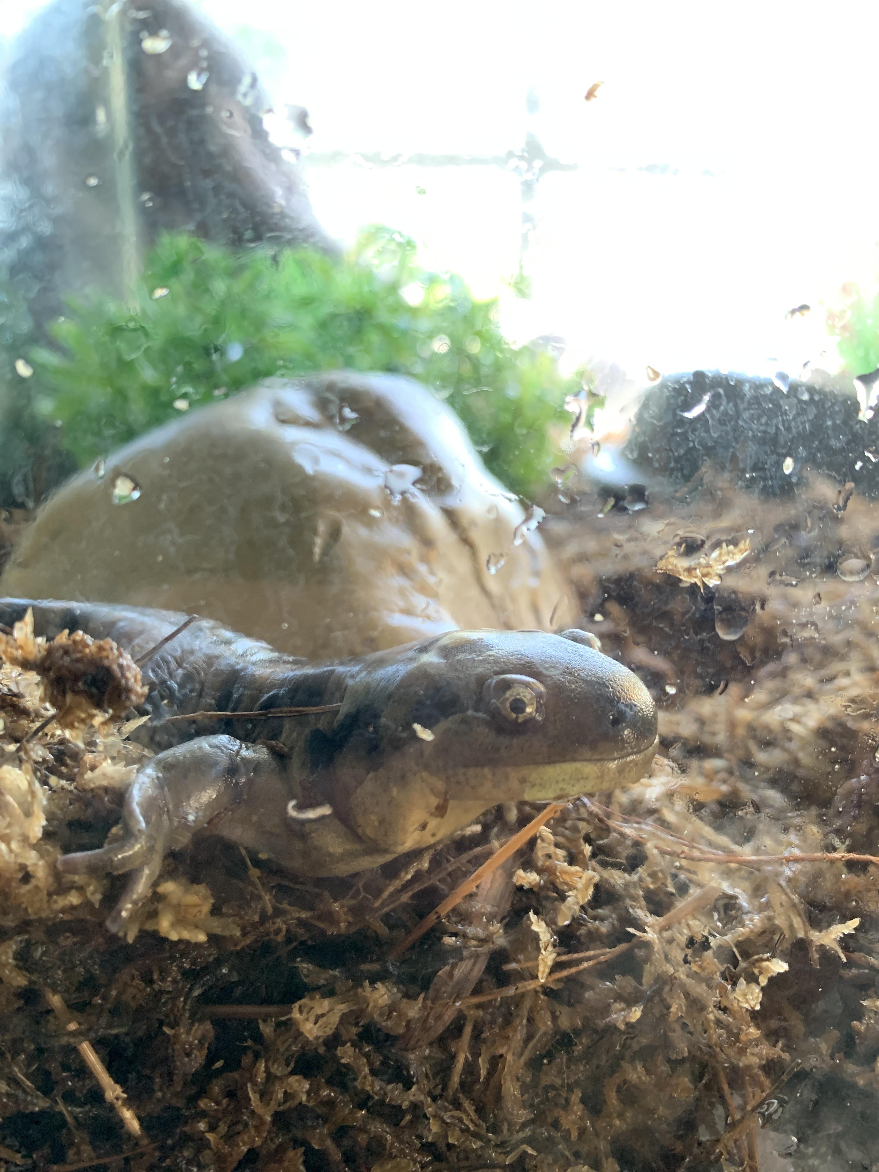 My big boy Sal (Tiger salamander) | Scrolller