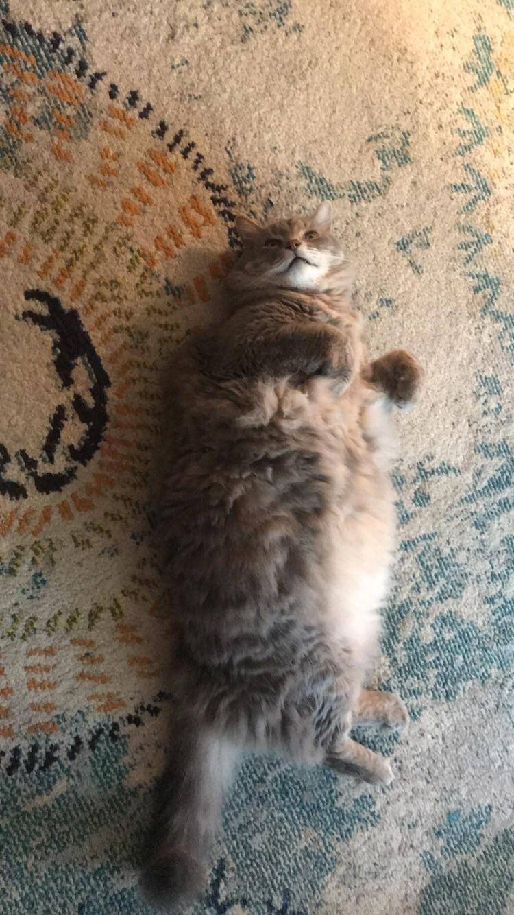 My big fluffy boy ️ | Scrolller