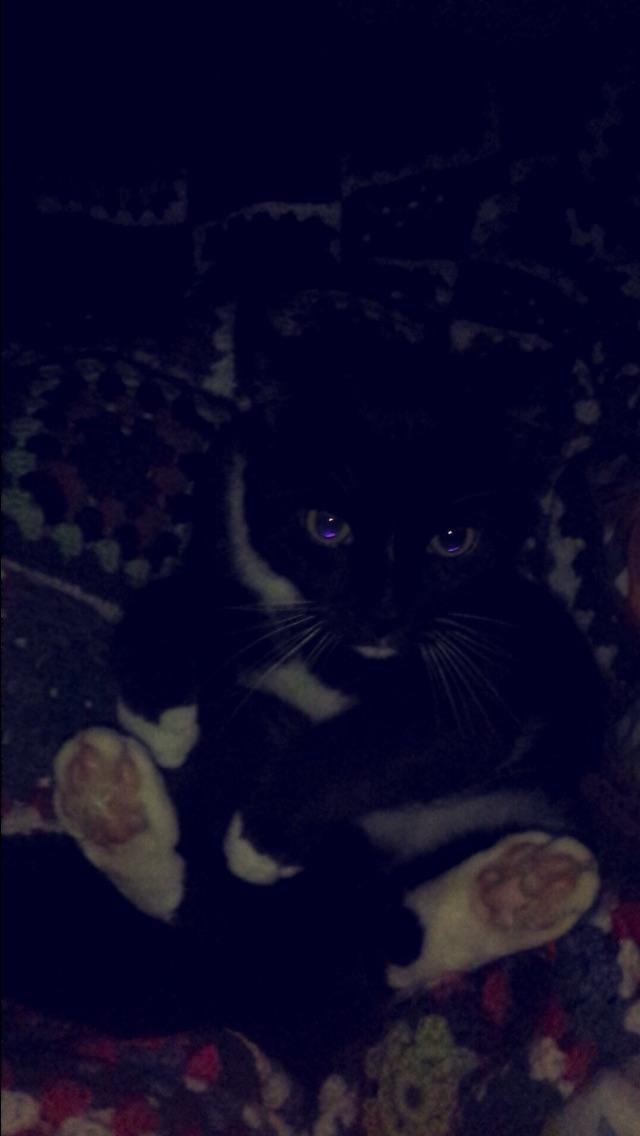 My big handsome bastard Shannon and his toe beans | Scrolller